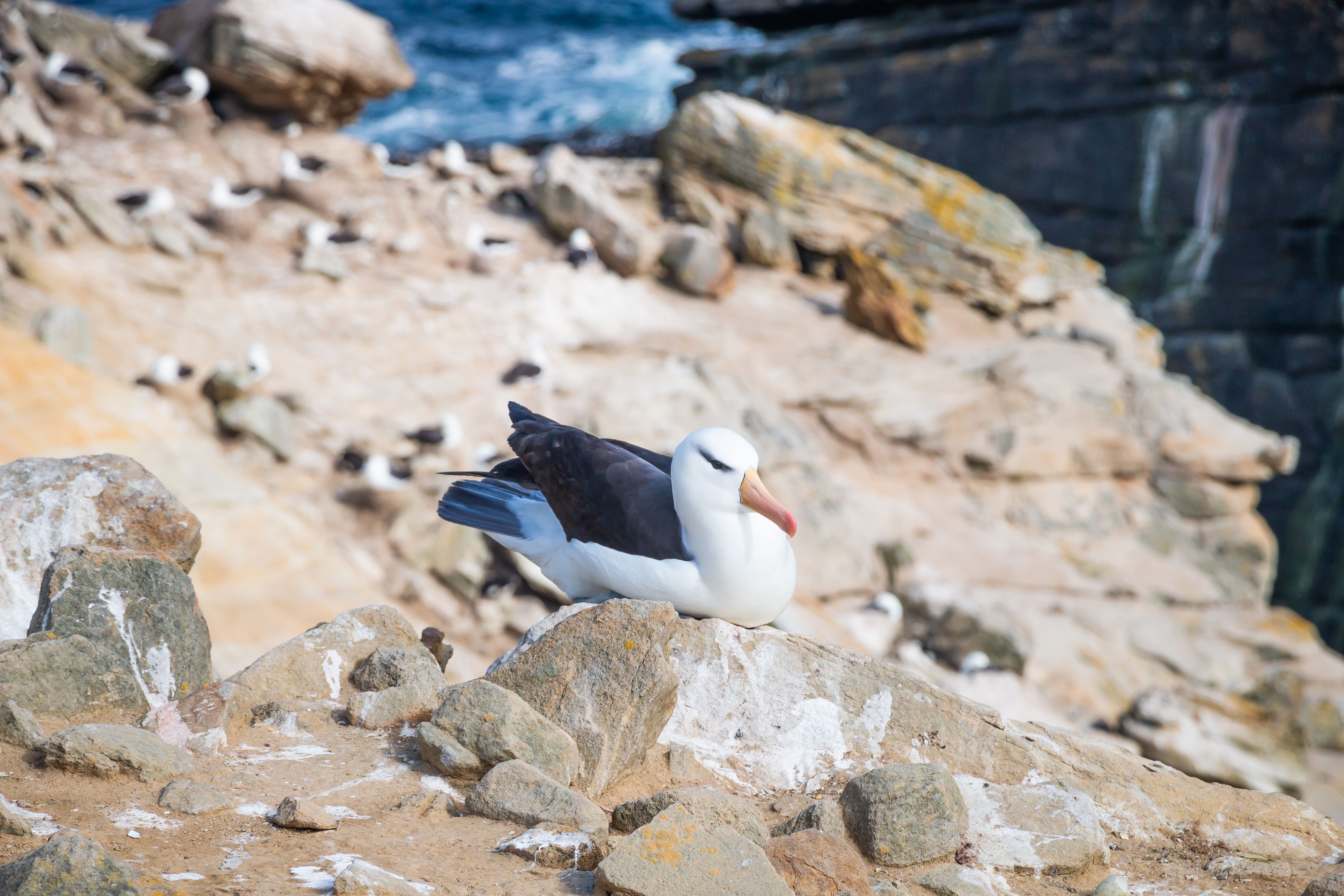 Black-browed Albatross Resting on Falkland Islands · Free Stock Photo