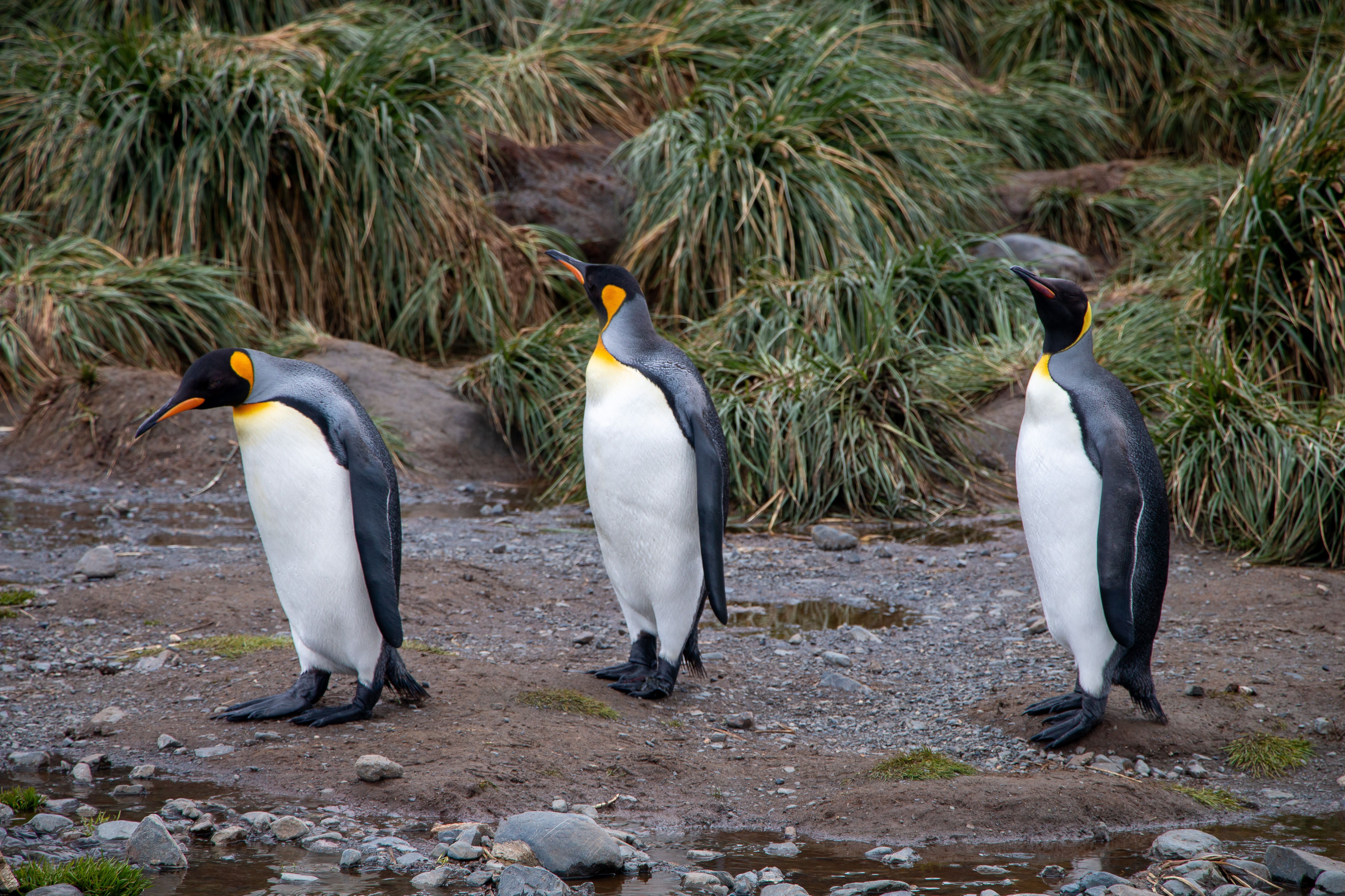 Group of Penguins · Free Stock Photo