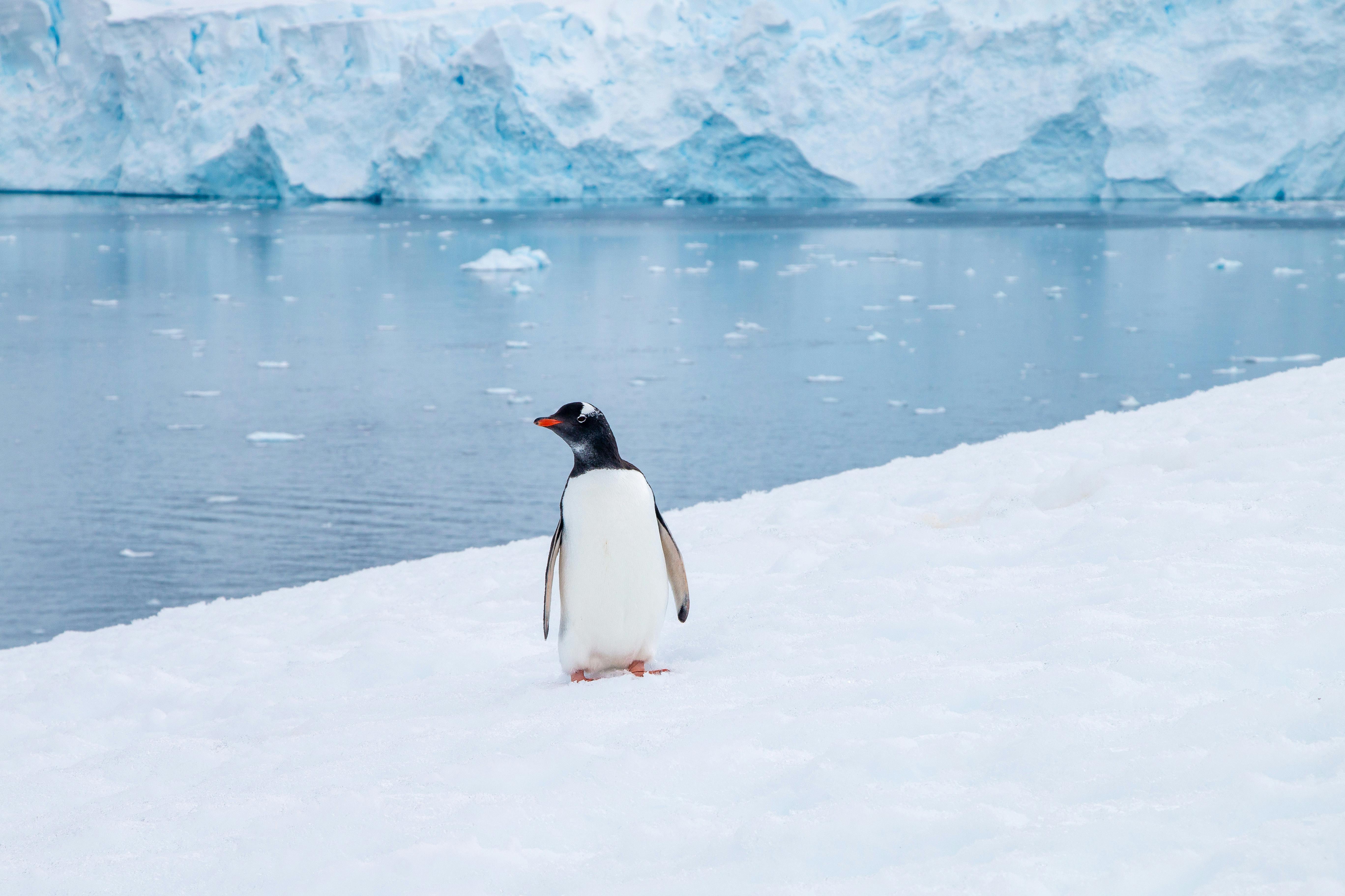 Gentoo Penguins in Antarctica · Free Stock Photo