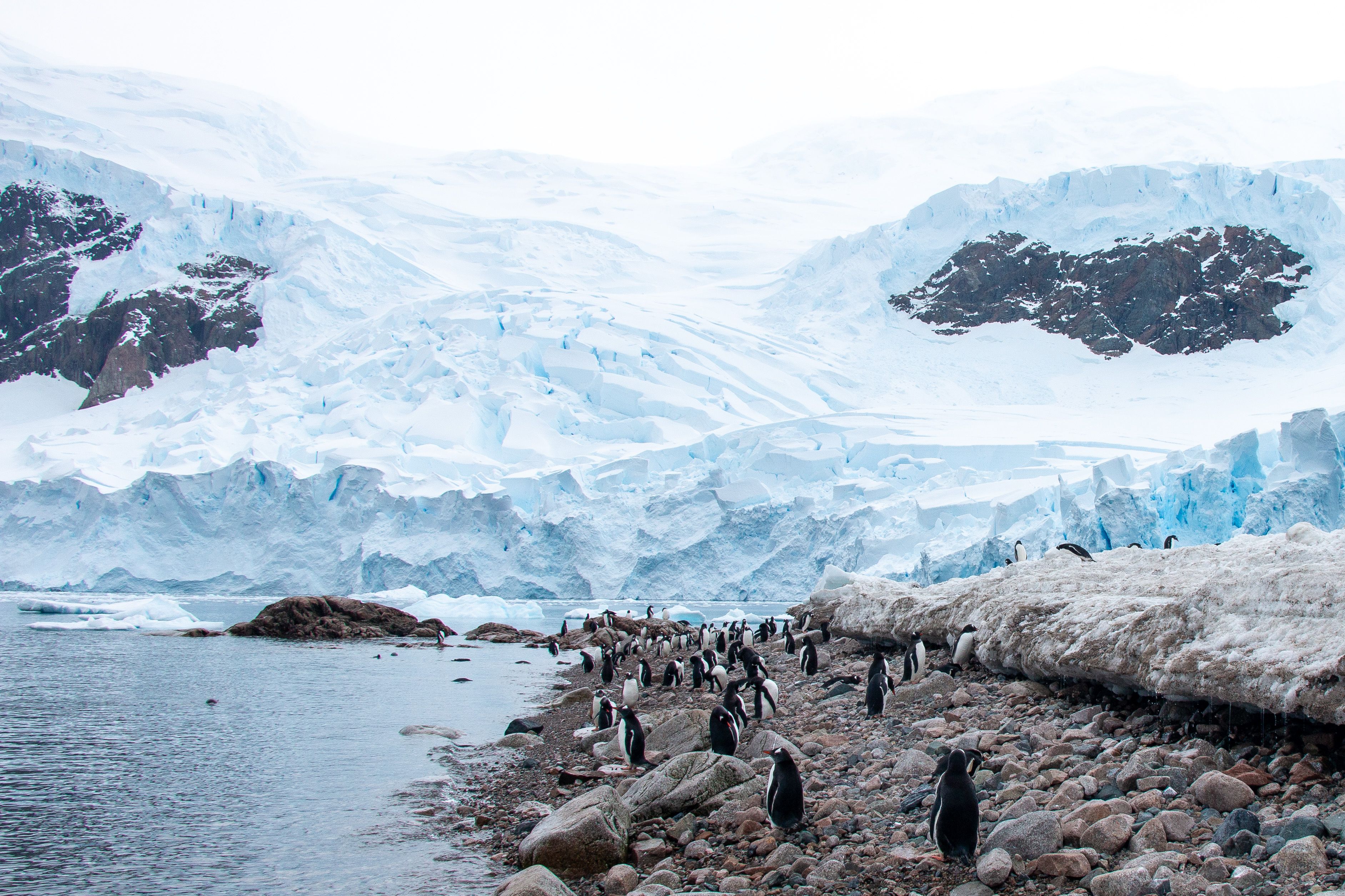 Gentoo Penguins in Antarctica · Free Stock Photo