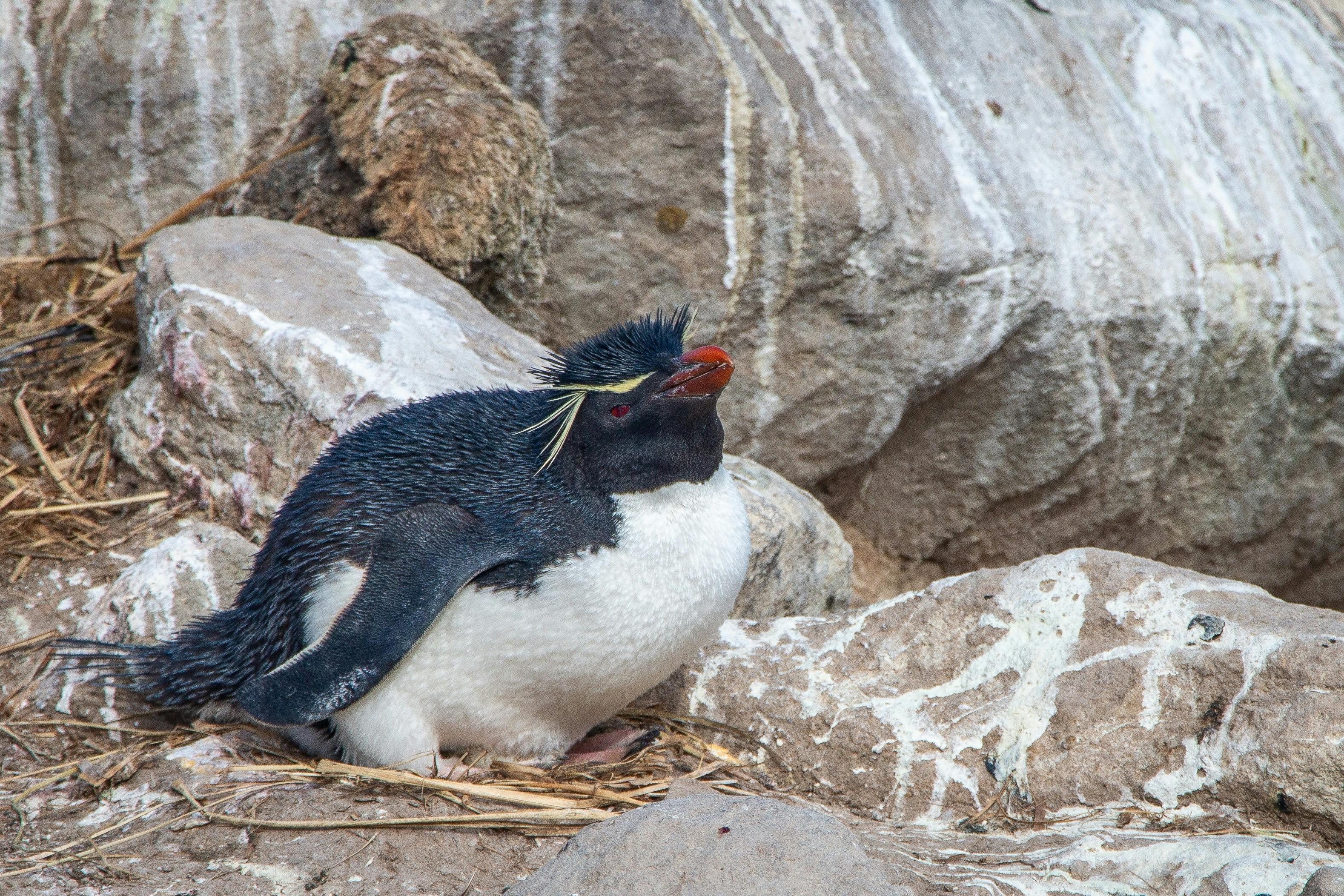 Southern Rockhopper Penguin Habitat and Behavior Explained