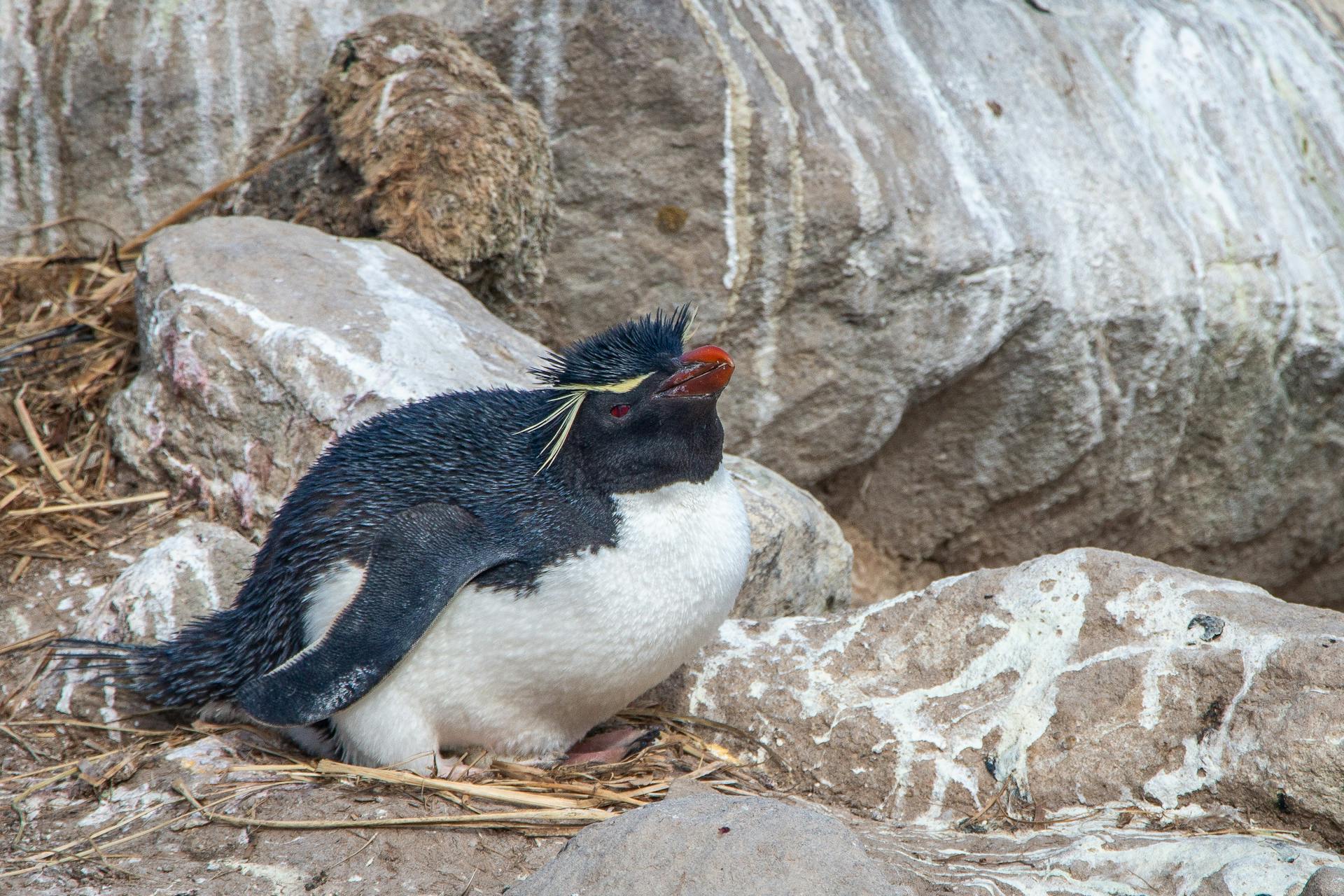 Southern Rockhopper Penguin Habitat and Behavior Explained