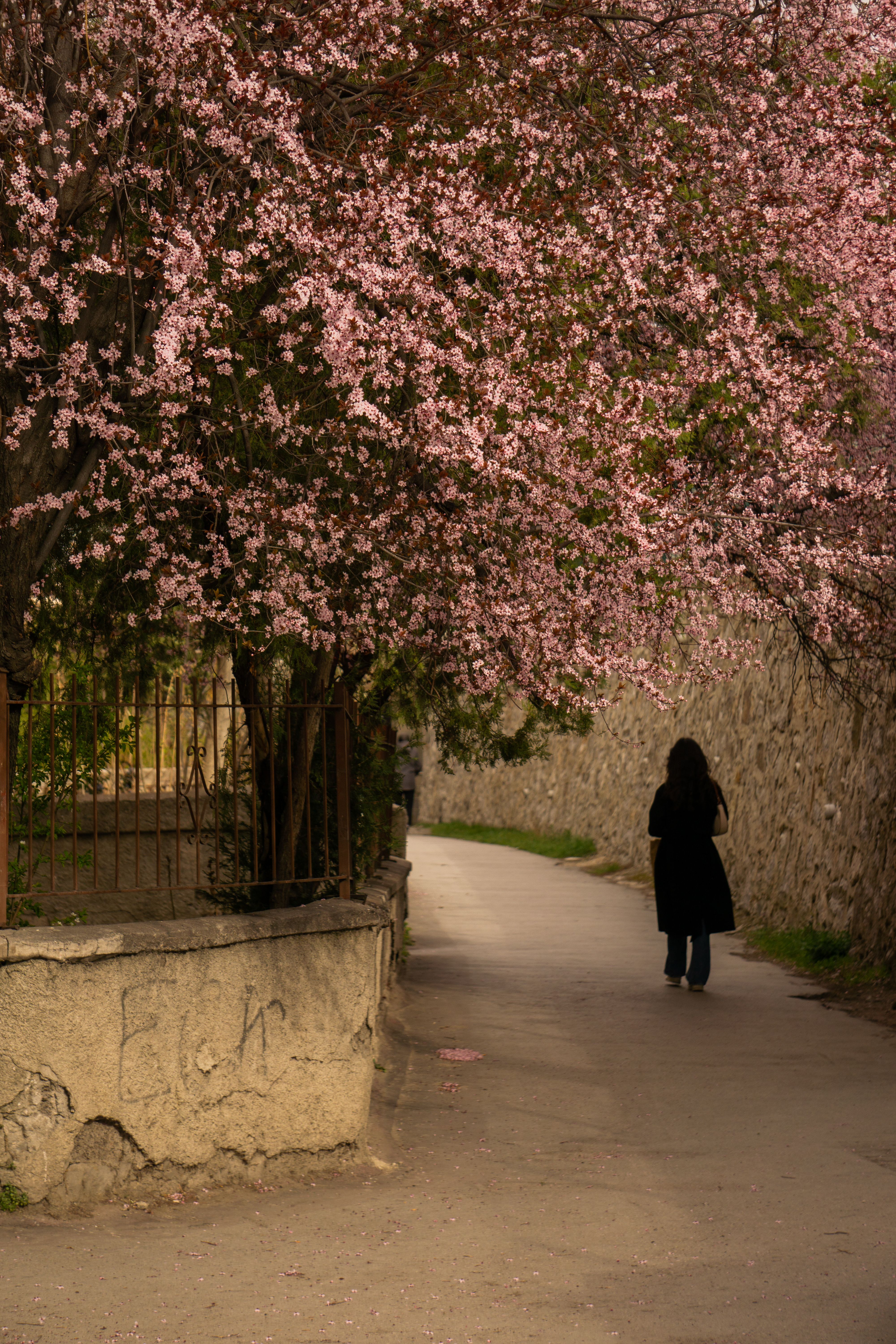 Springtime Blossoms Along a Tranquil Pathway · Free Stock Photo