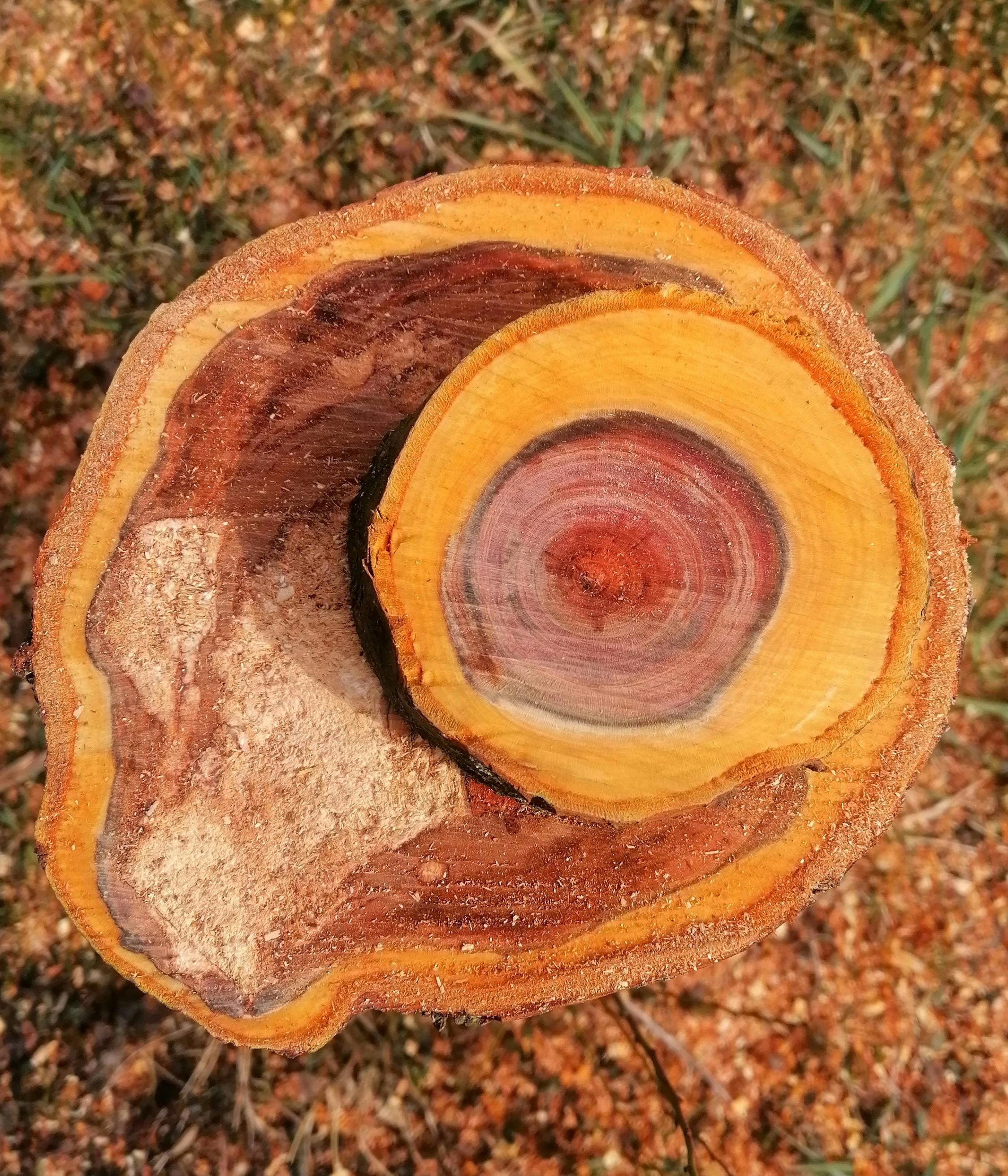 Close-up of Detailed Tree Cross Section Outdoors · Free Stock Photo