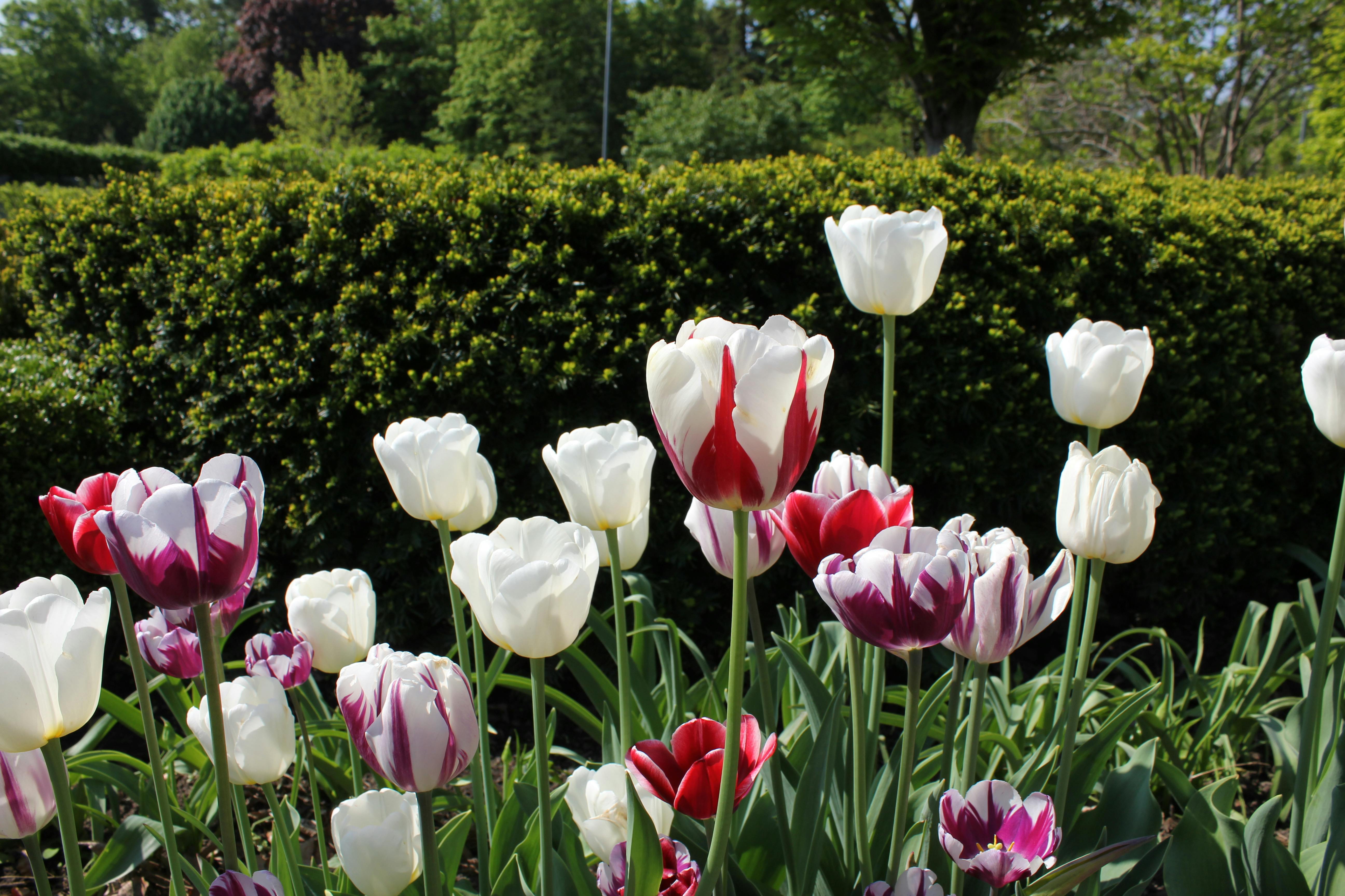 Colorful Tulip Garden in Springtime Sunlight · Free Stock Photo