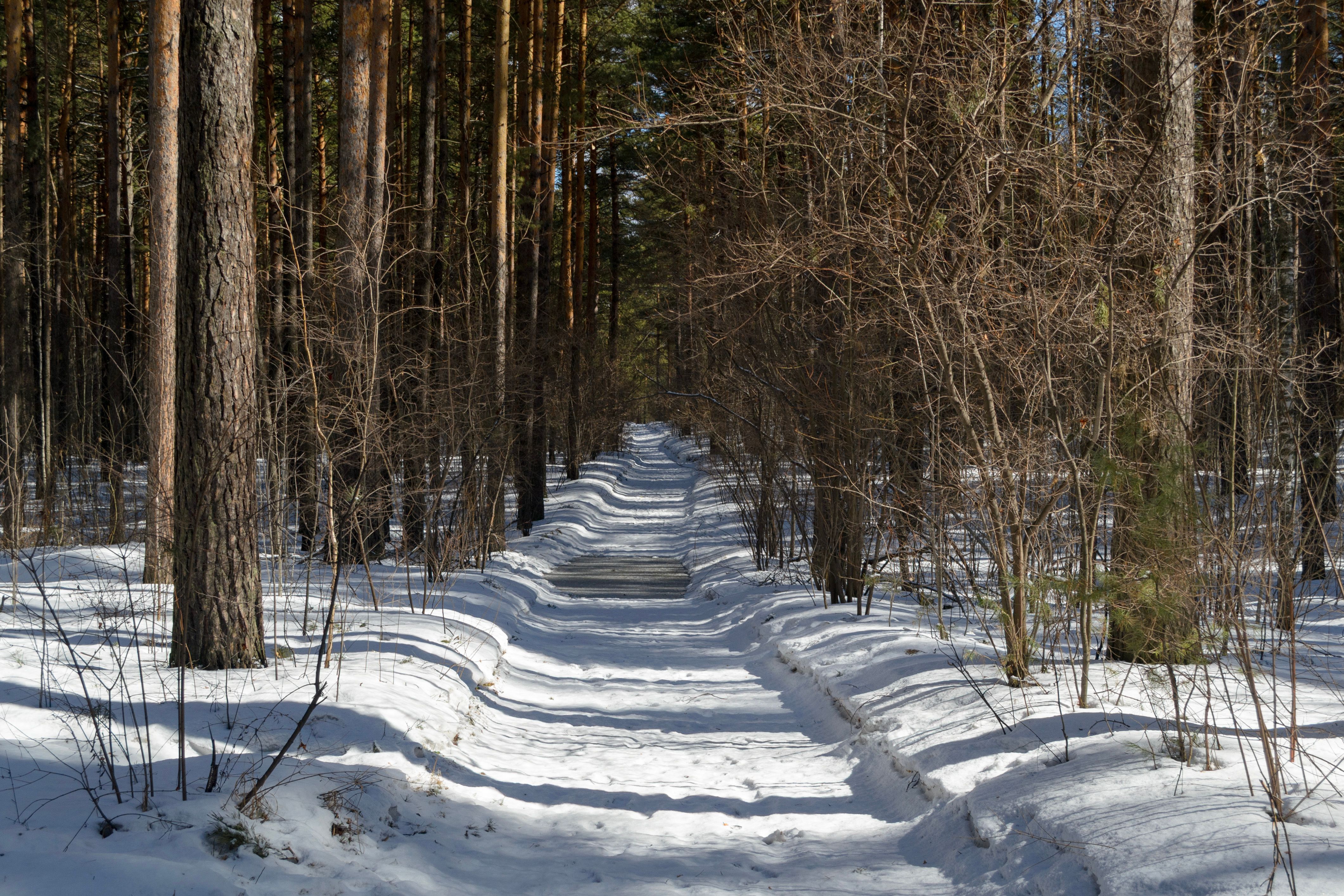 Snowy Forest Path in Early Spring · Free Stock Photo