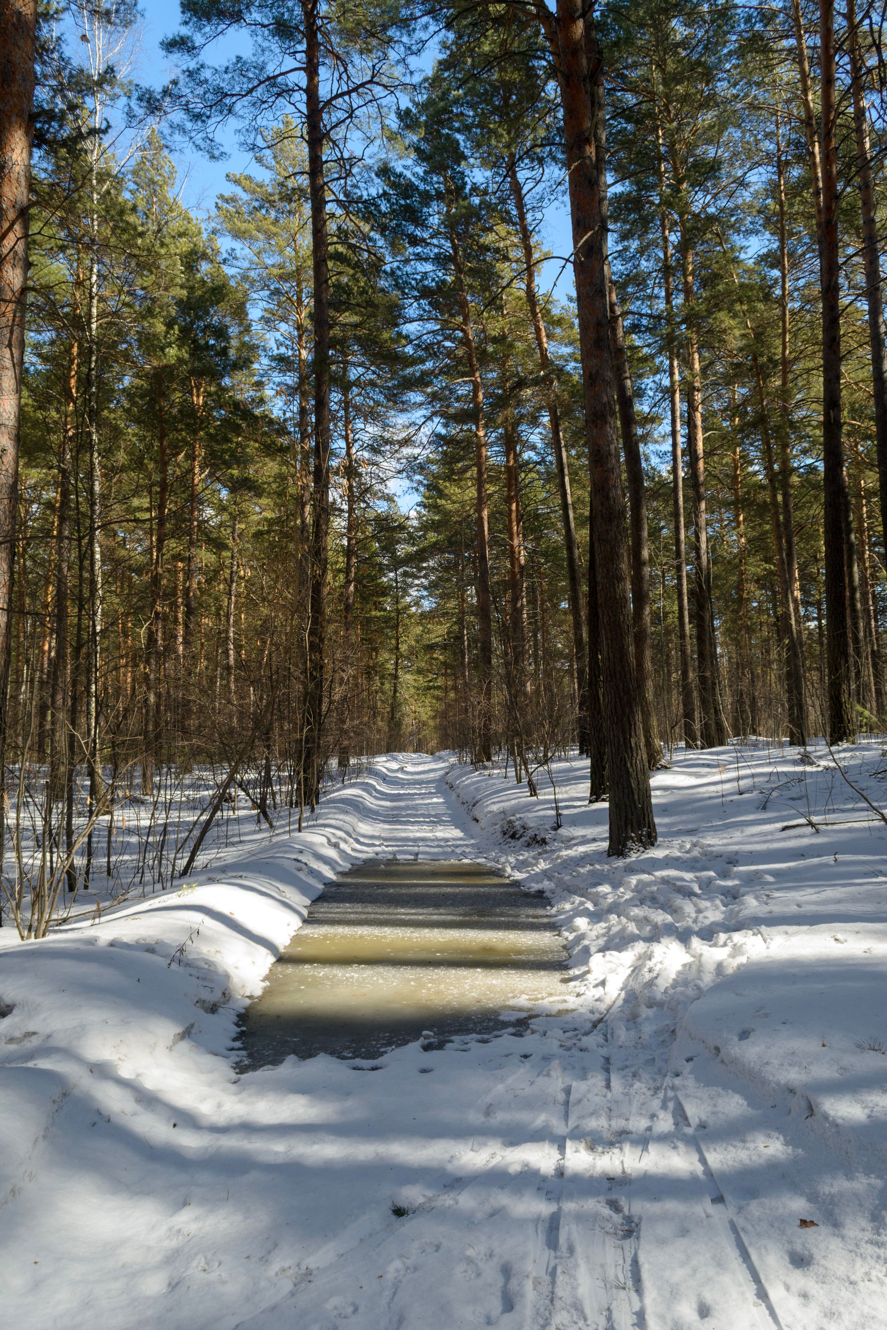 Snowy Forest Trail in Winter Wonderland · Free Stock Photo