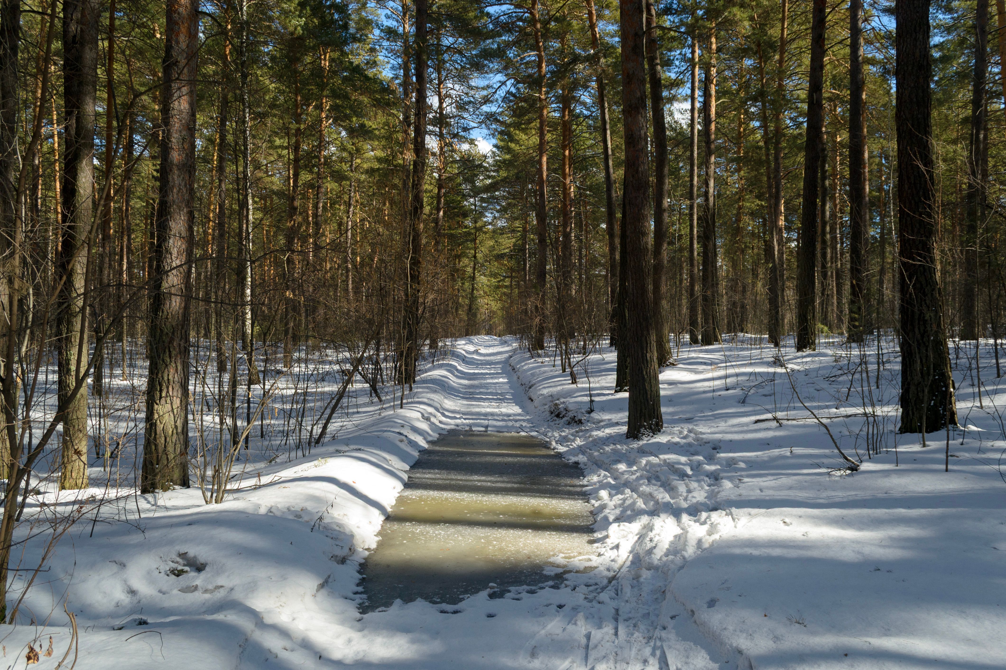 Snowy Forest Pathway Under Bright Winter Sky · Free Stock Photo