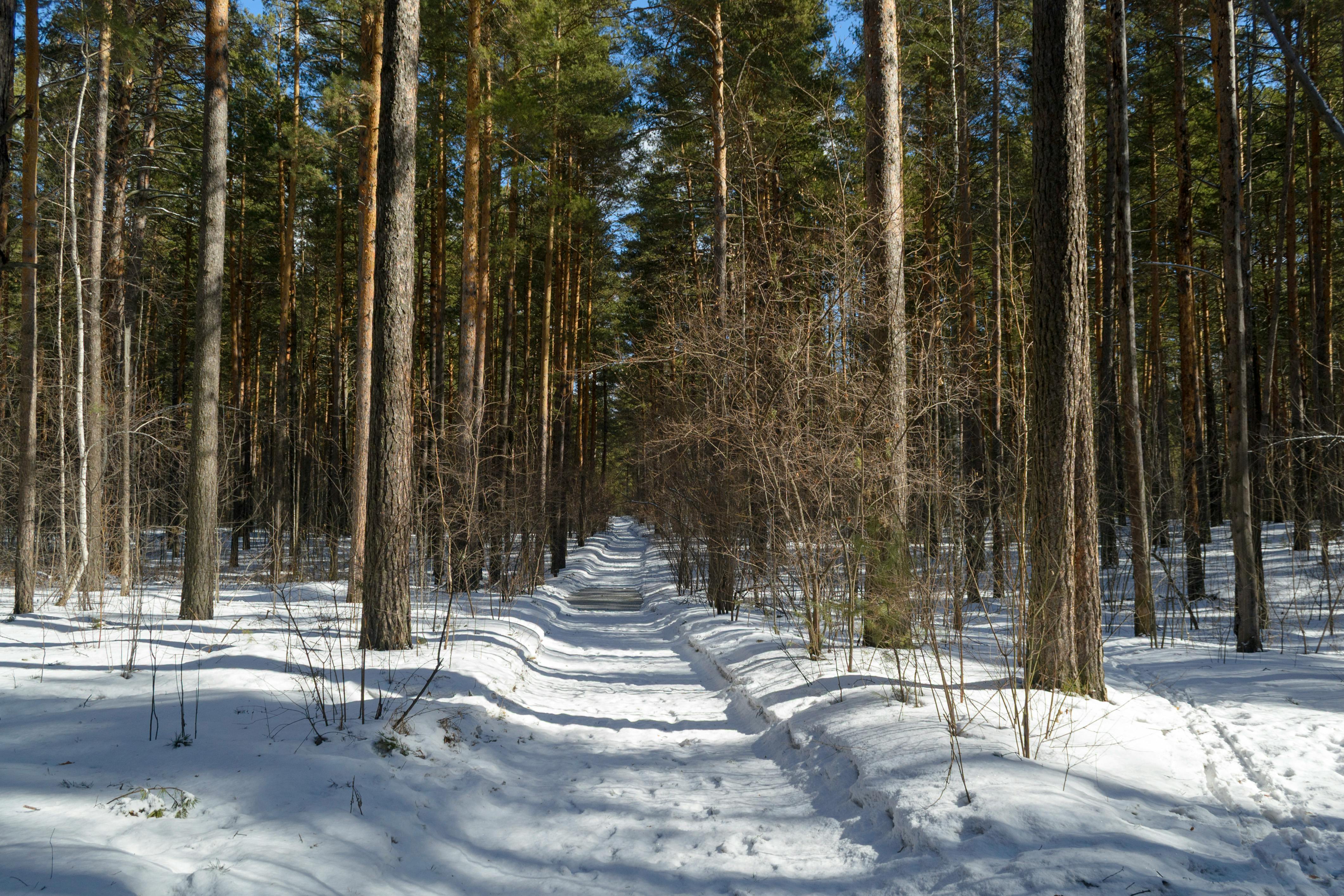Snowy Forest Path in Early Spring · Free Stock Photo