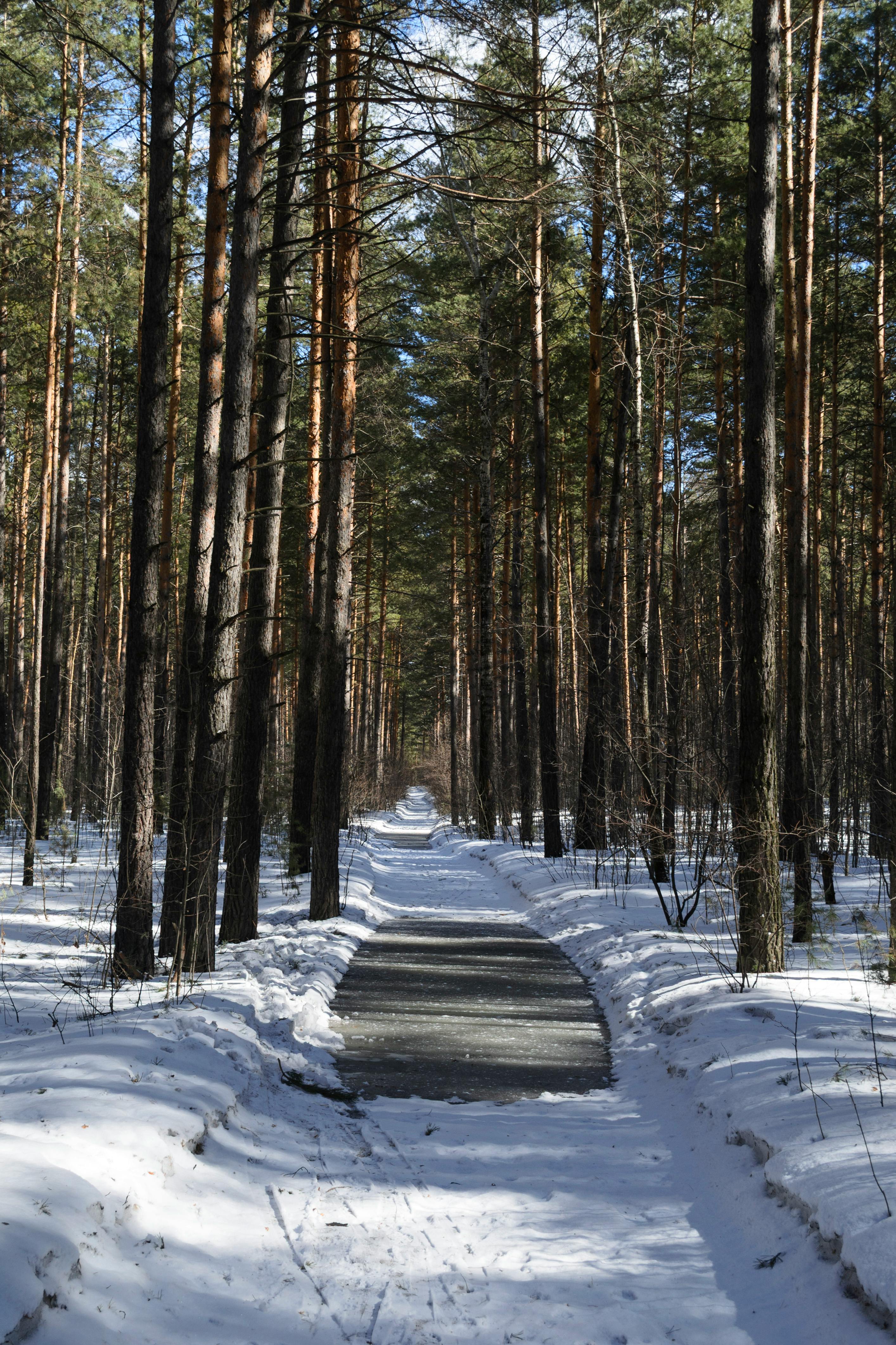 Serene Snowy Woodland Path in Early Spring · Free Stock Photo