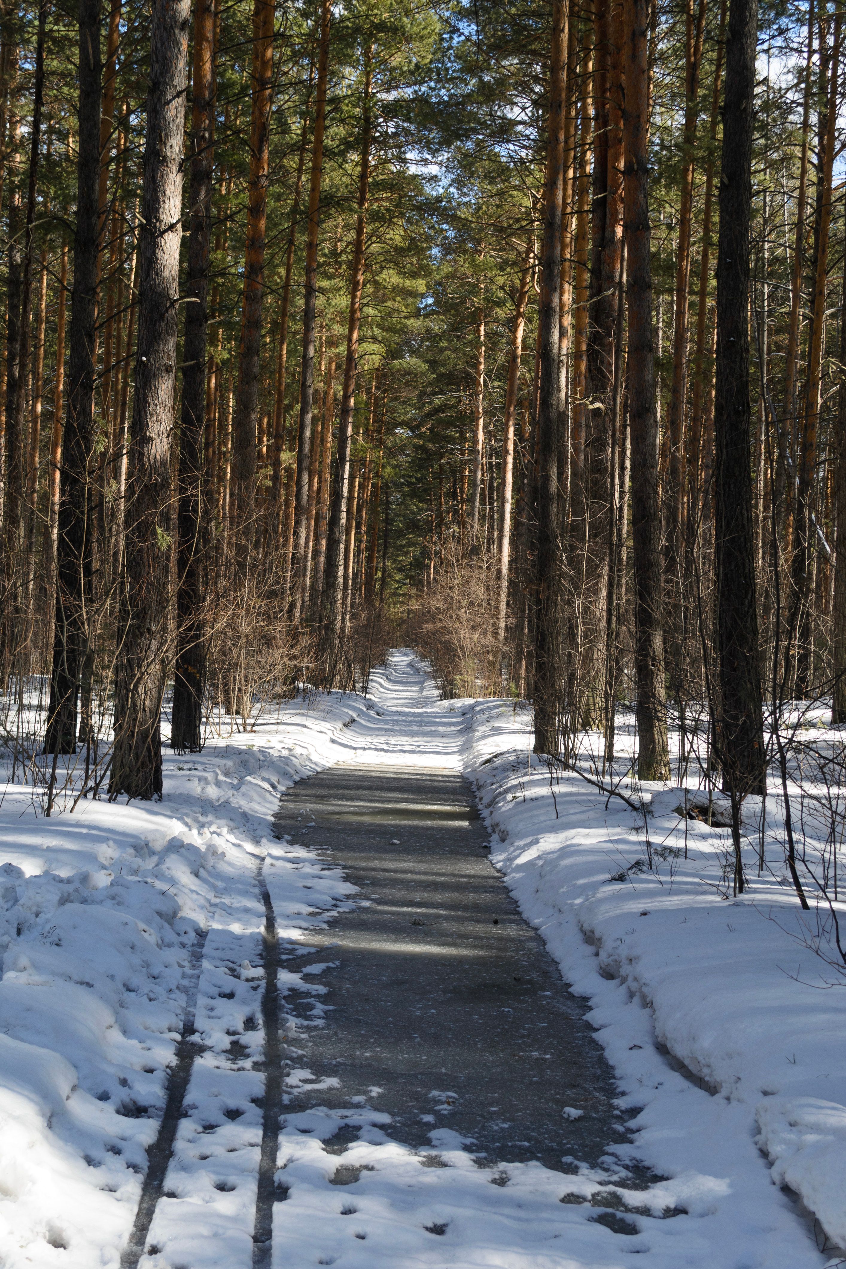 Serene Snowy Forest Path in Early Spring · Free Stock Photo
