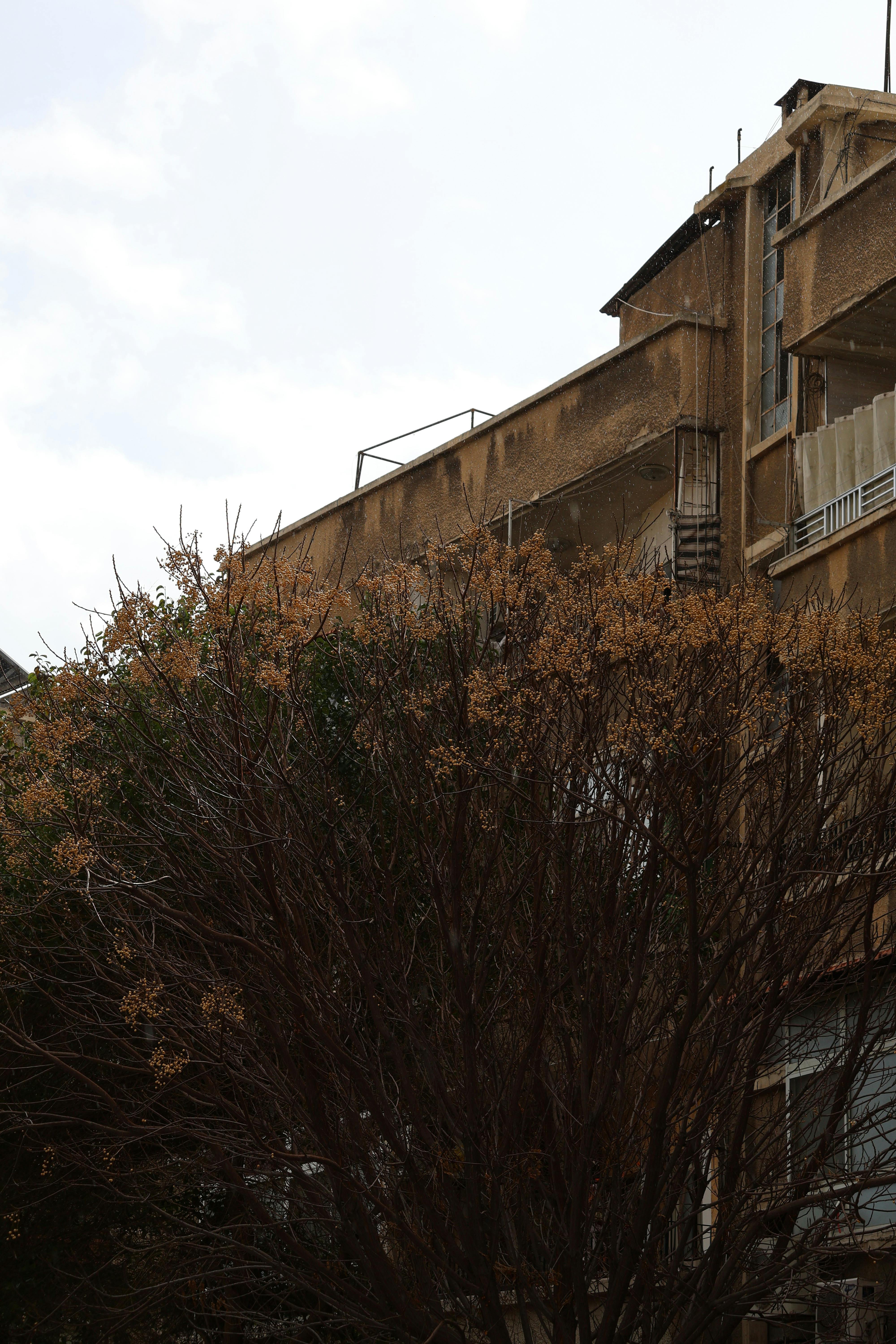 Architectural Facade with Autumn Tree in Damascus · Free Stock Photo