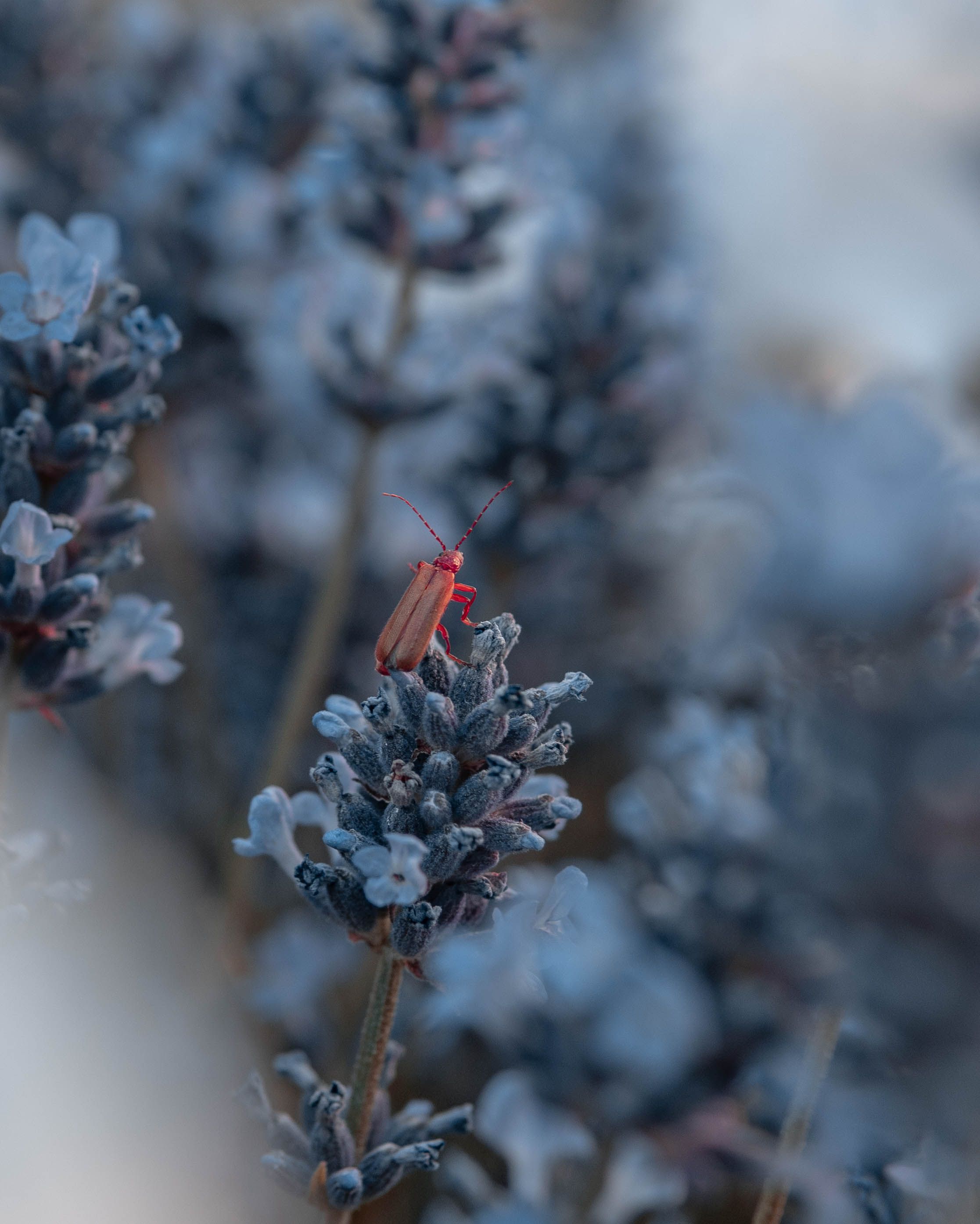 Frosted Flower Photos, Download Free Frosted Flower Stock Photos & HD ...