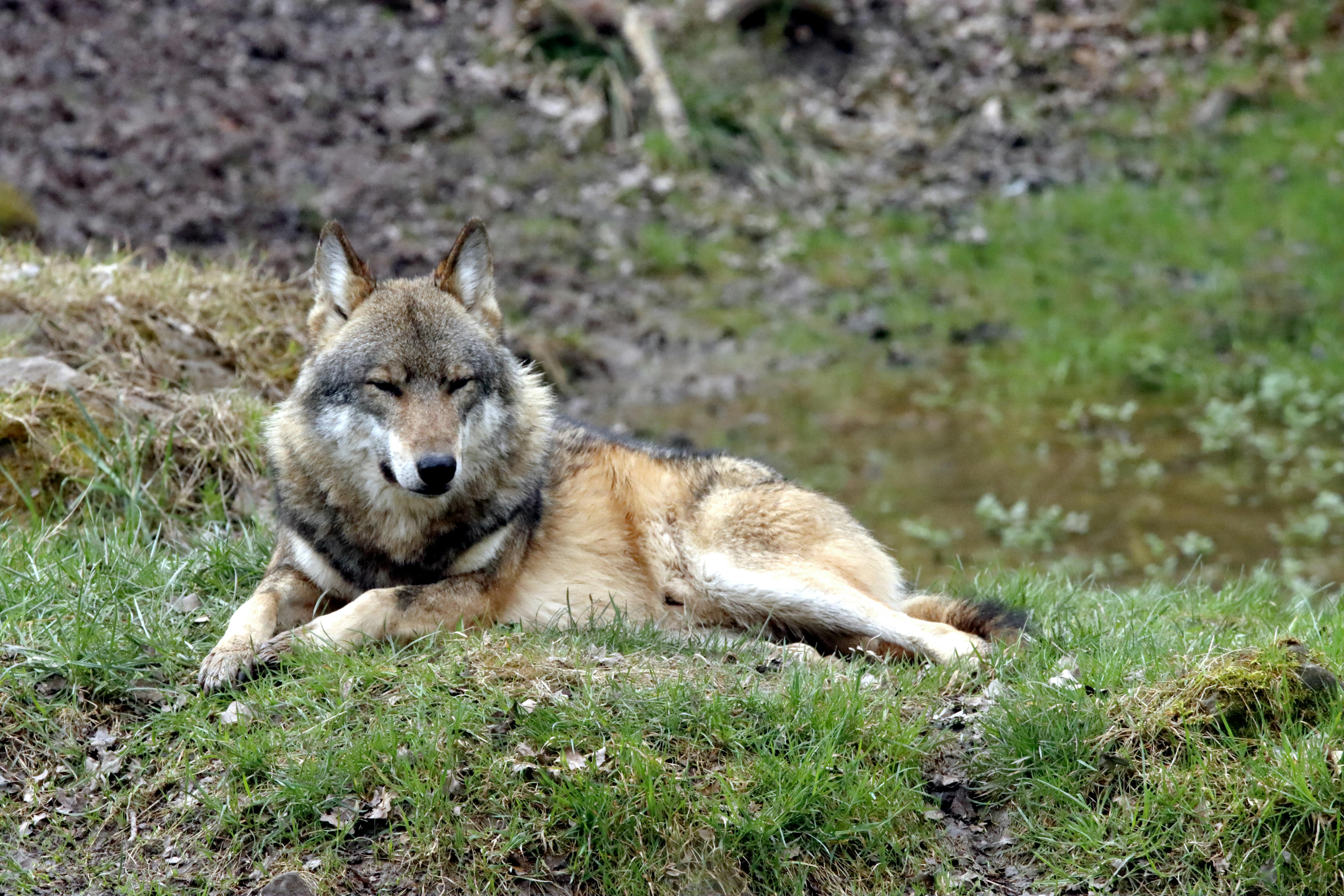 Resting Wolf in Natural Habitat Outdoors · Free Stock Photo