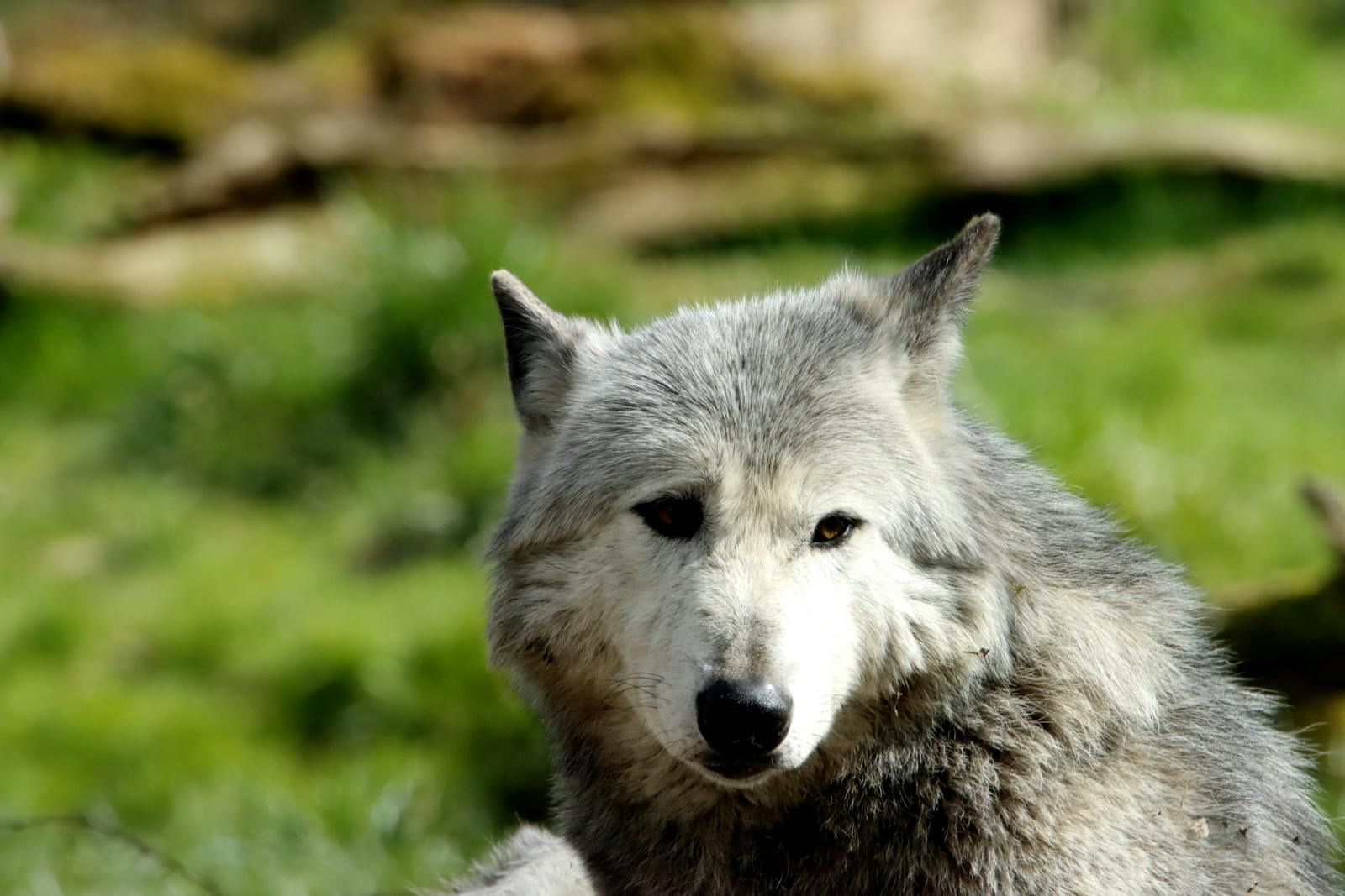 Sigma Wolf Photos, Download The BEST Free Sigma Wolf Stock Photos & HD ...