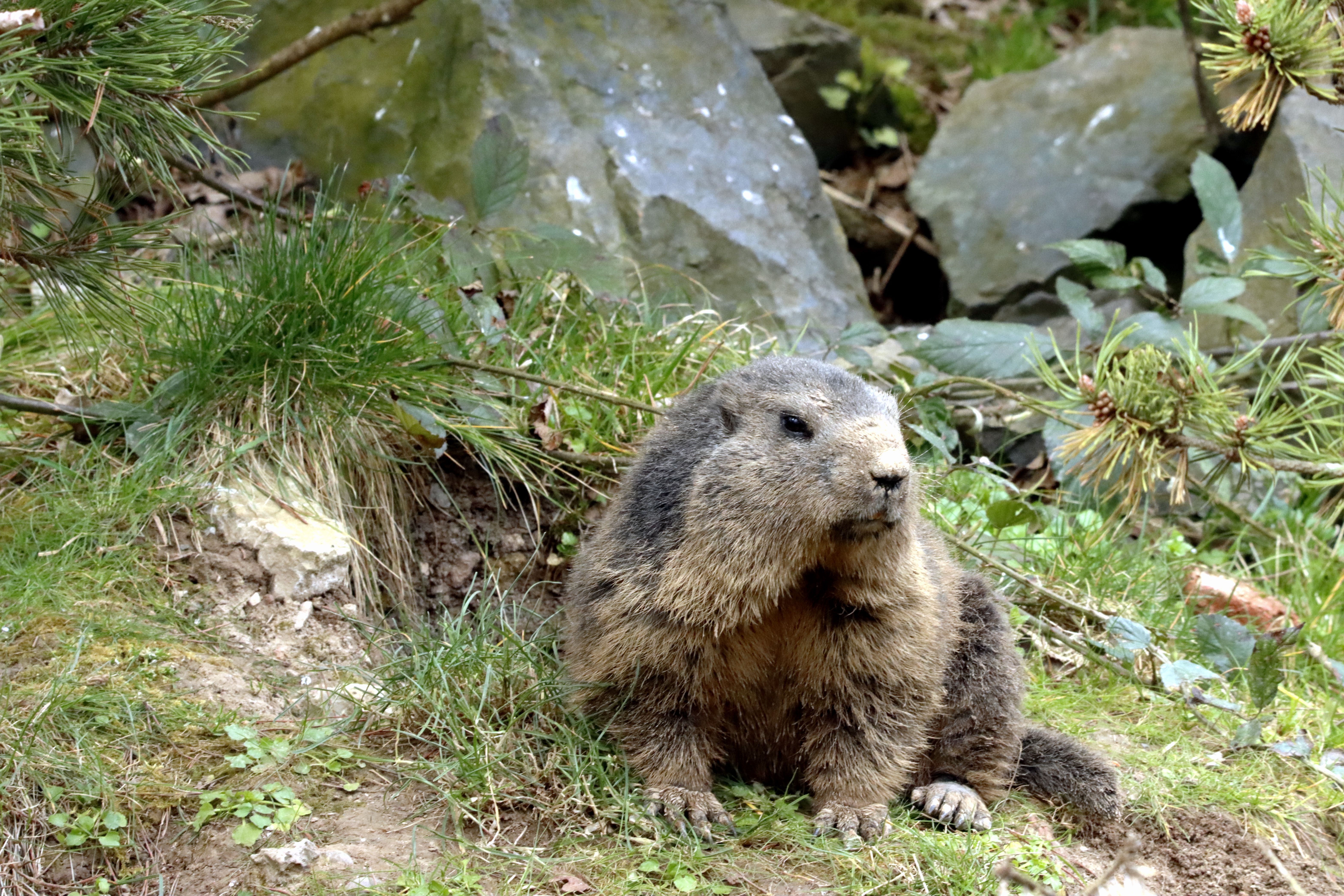 Wild Alpine Marmot in Natural Habitat · Free Stock Photo