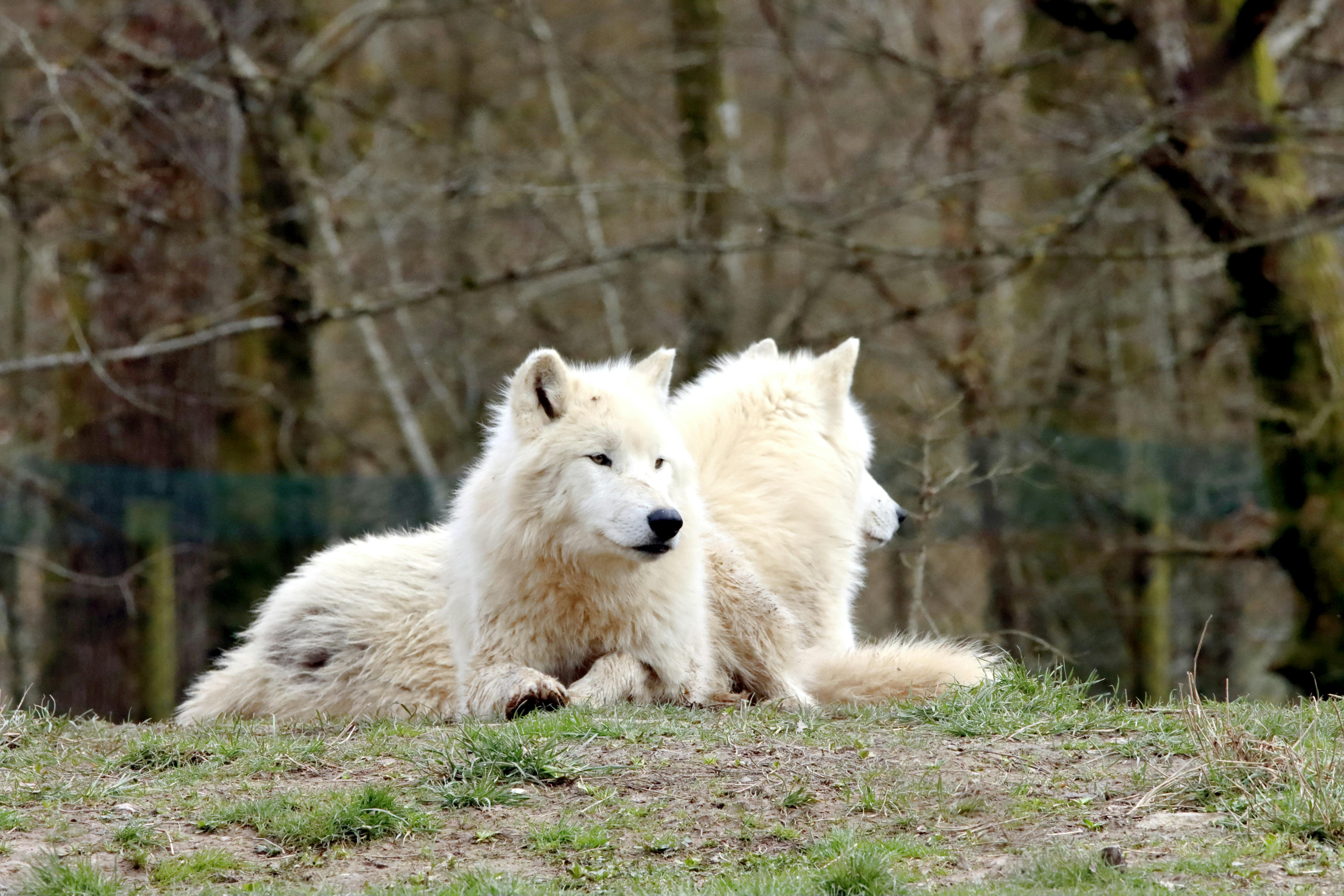 Pair of Arctic Wolves Resting in Woodland · Free Stock Photo