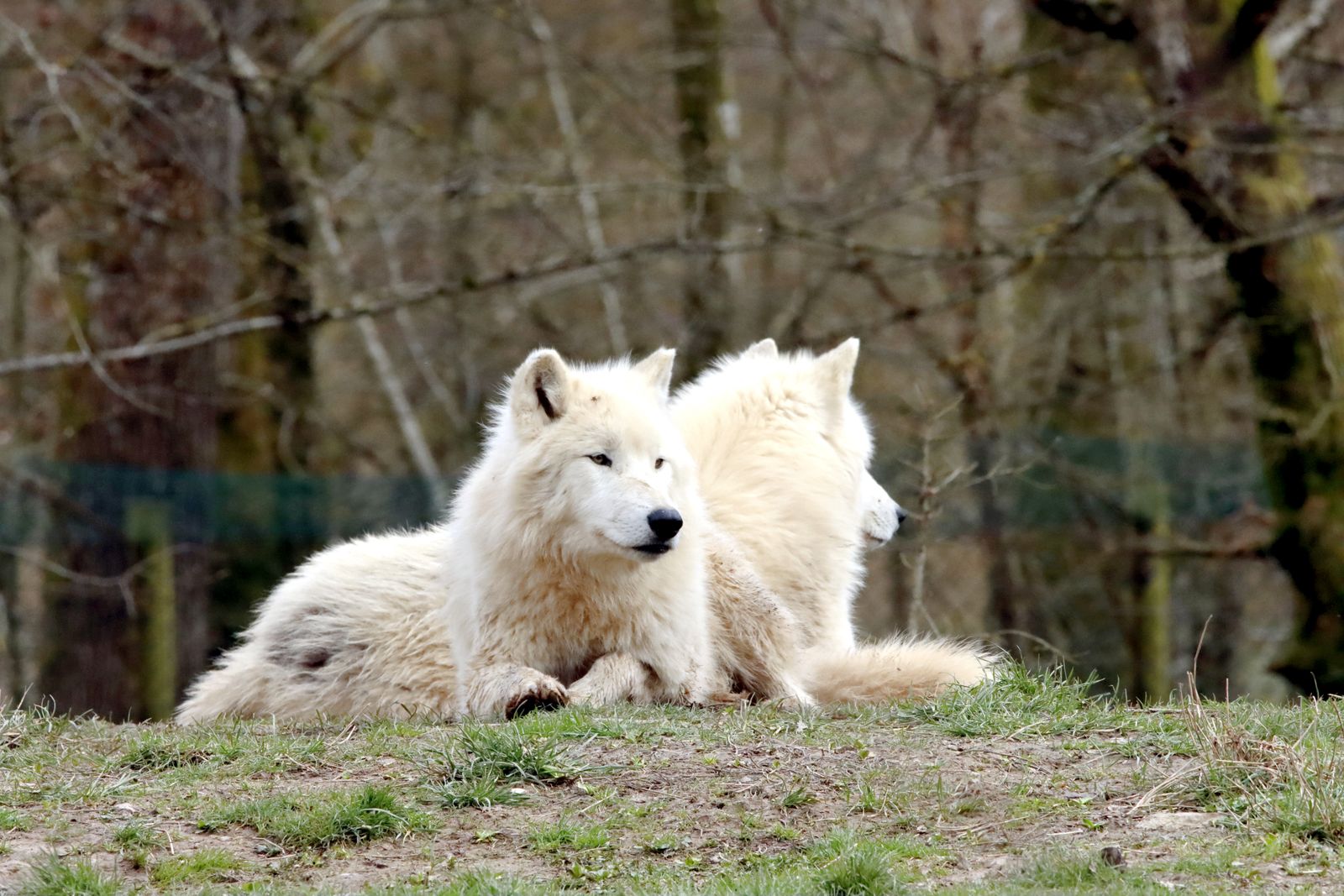 Wolves Photos, Download The BEST Free Wolves Stock Photos & HD Images