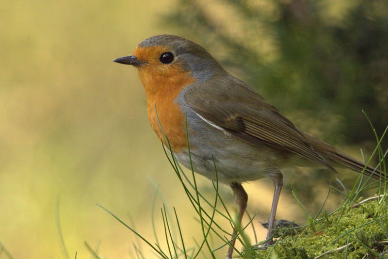 Robin Photos, Download The BEST Free Robin Stock Photos & HD Images