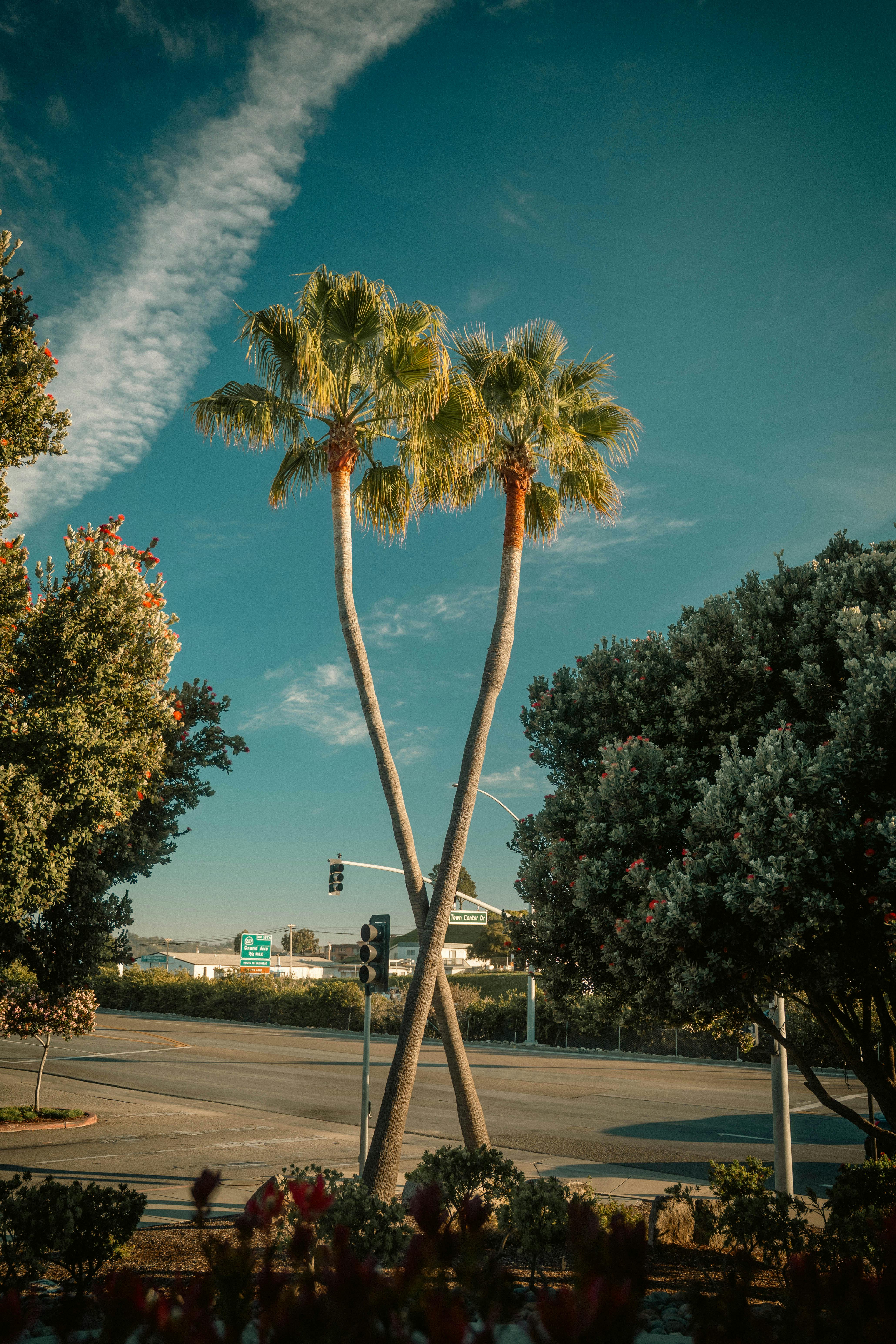 Crossed Palm Trees Under Clear Blue Sky · Free Stock Photo