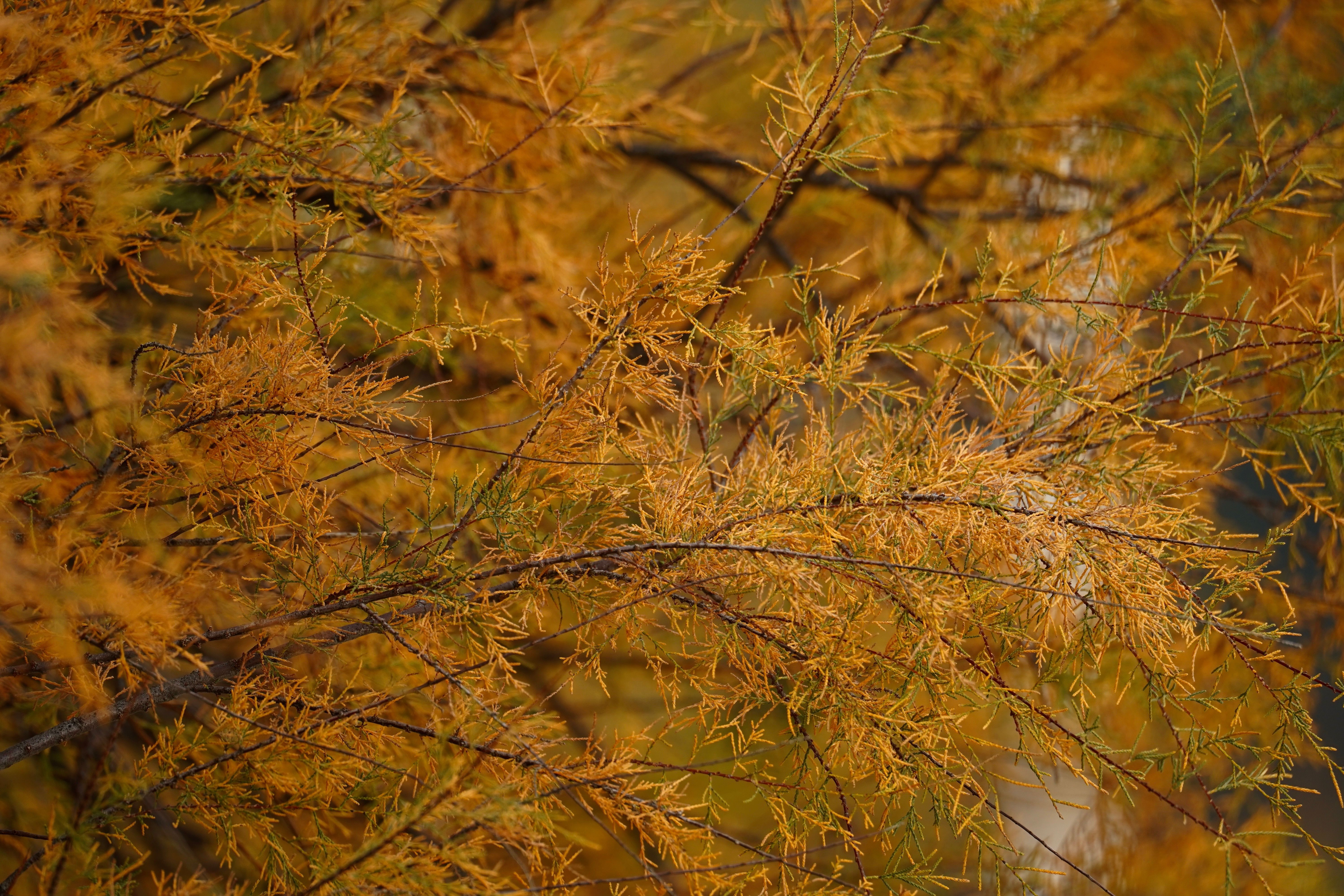 Yellow Landscape Photos, Download The BEST Free Yellow Landscape Stock ...