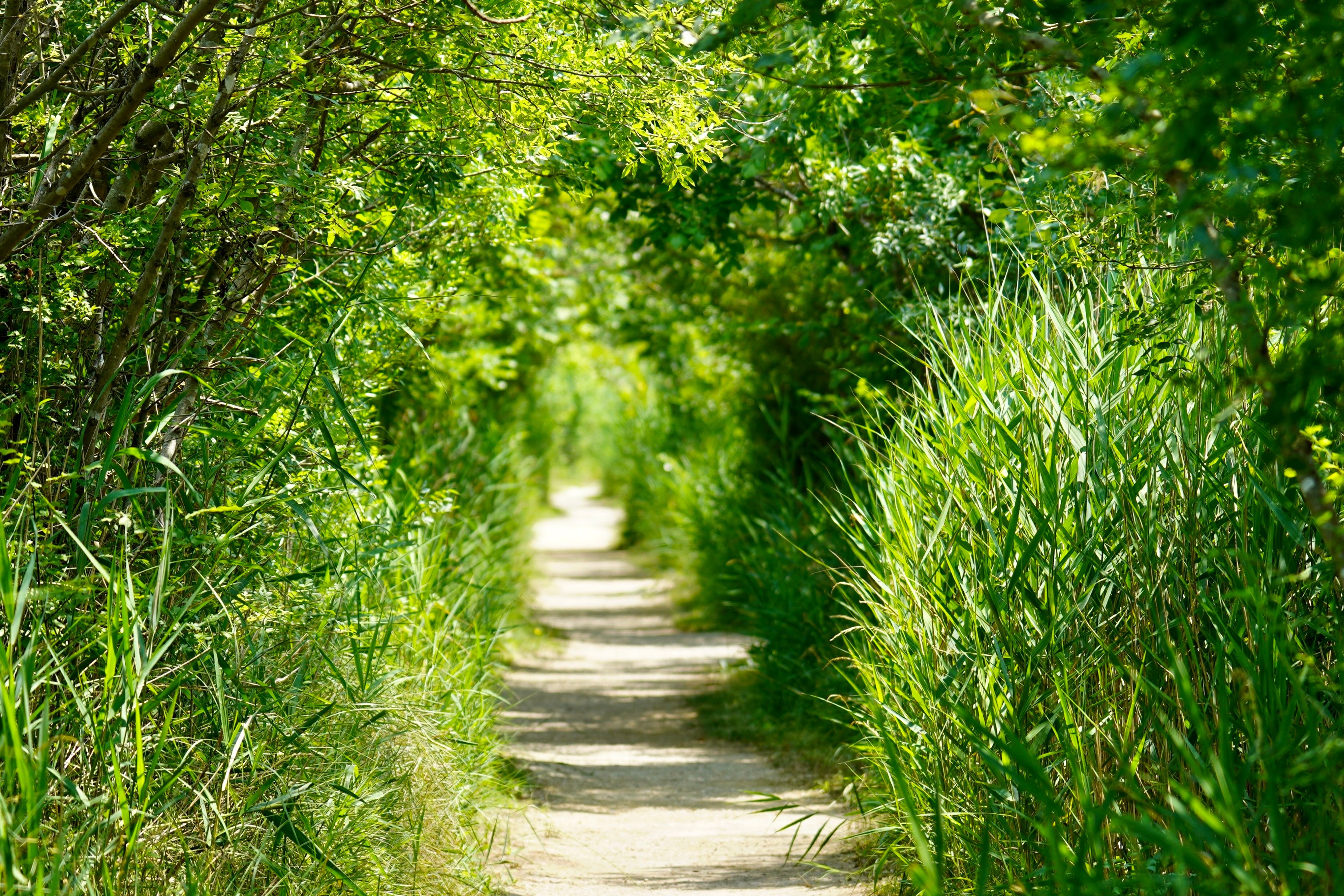 Sunlit Forest Path in Lush Green Foliage · Free Stock Photo