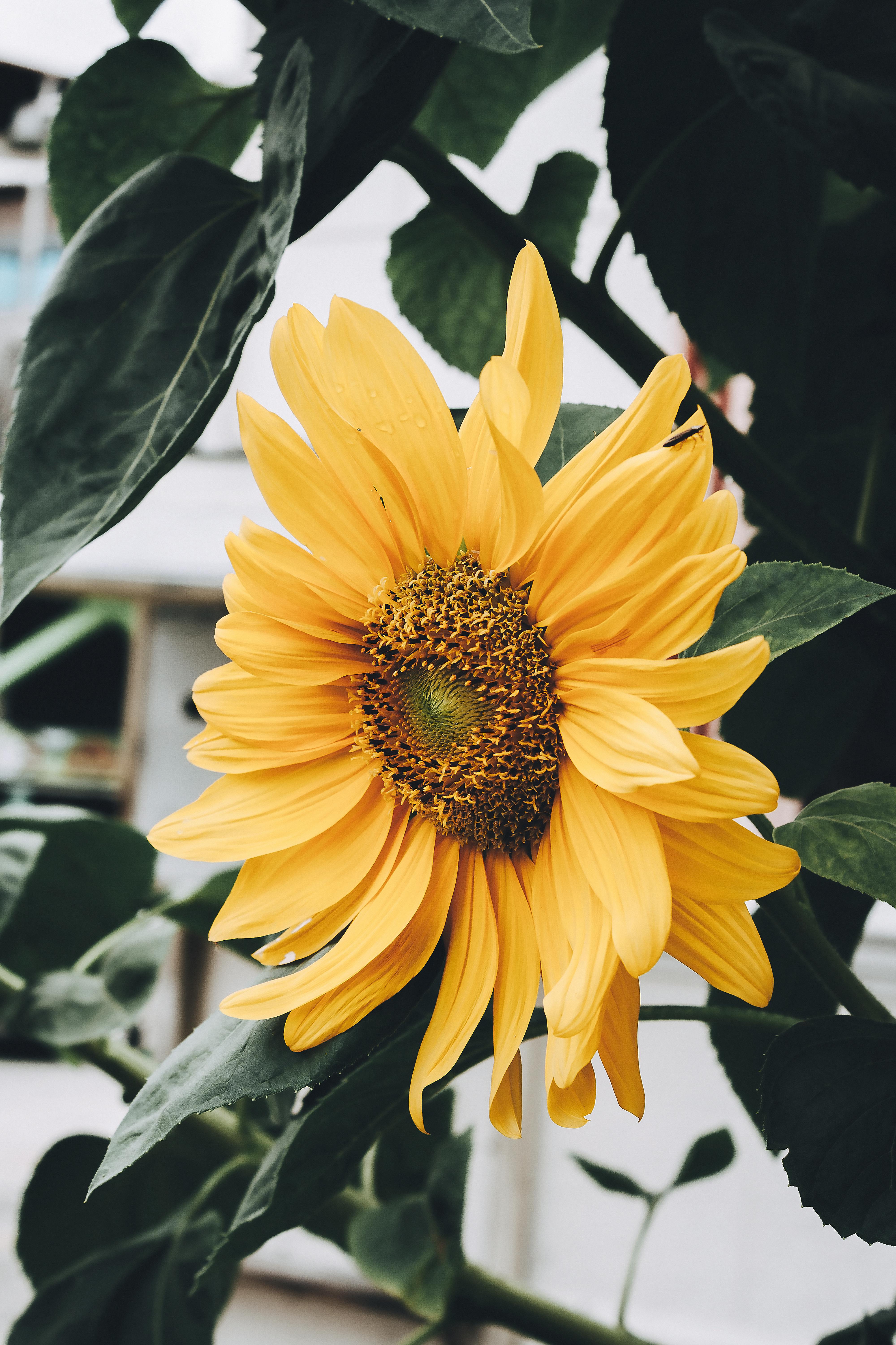 Sunflower Images Photos, Download The BEST Free Sunflower Images Stock ...