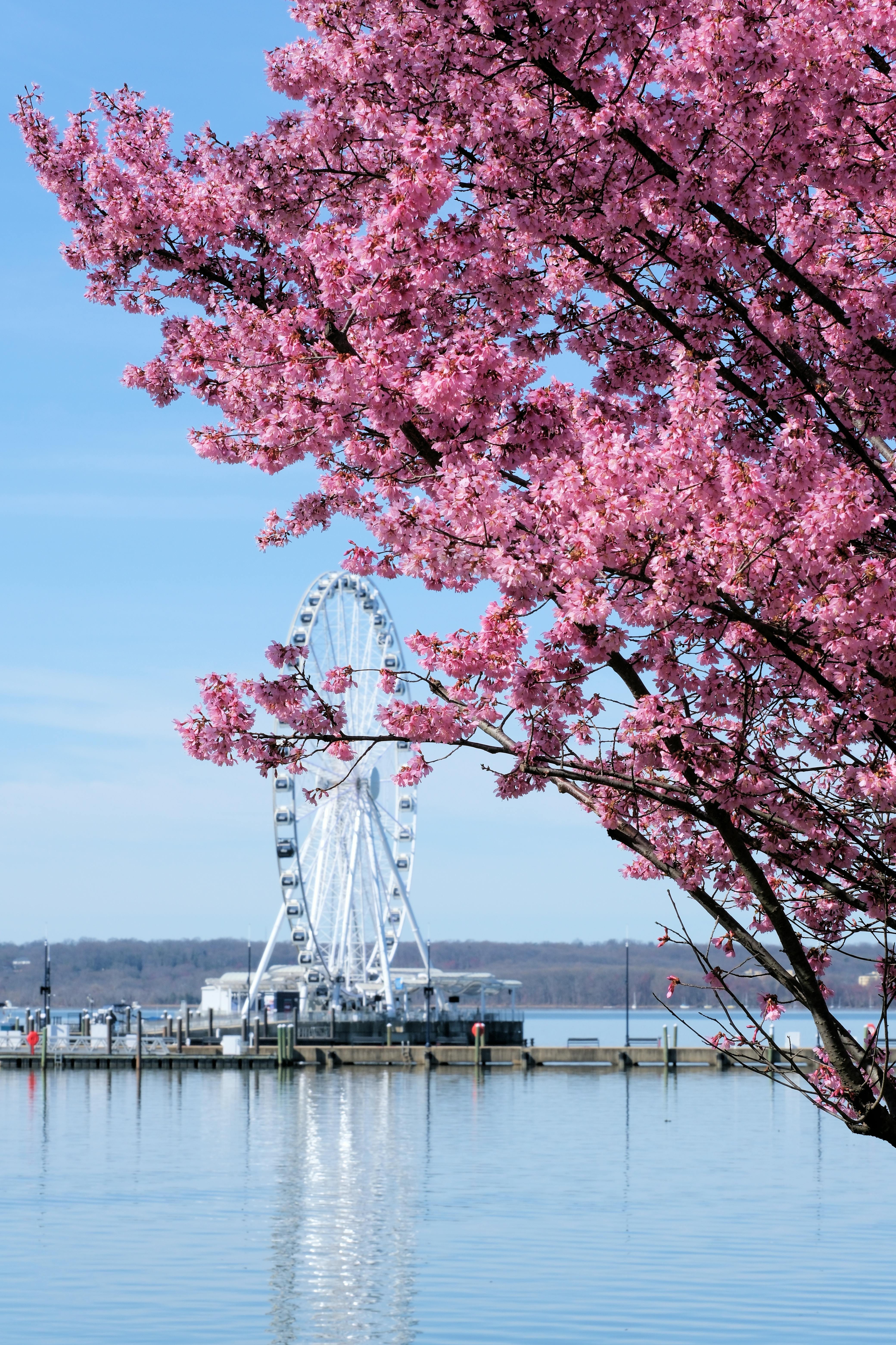 Cherry Blossoms and Ferris Wheel at National Harbor · Free Stock Photo