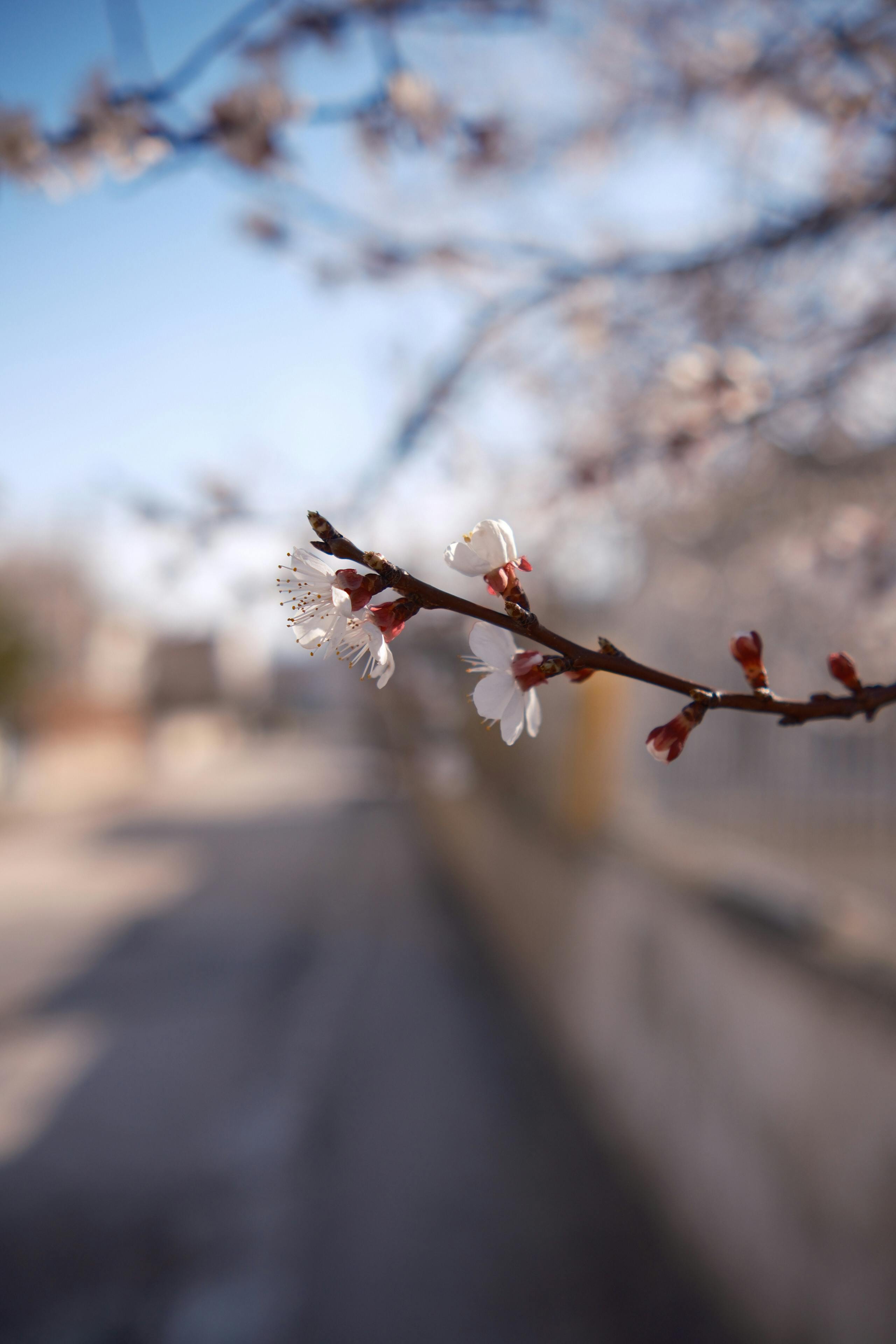 Background Without Blur Photos, Download The BEST Free Background ...