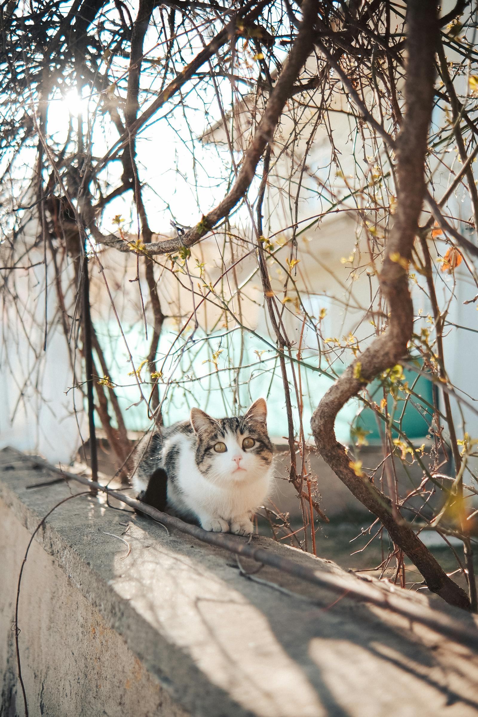 Cat Pfp Photos, Download The BEST Free Cat Pfp Stock Photos & HD Images