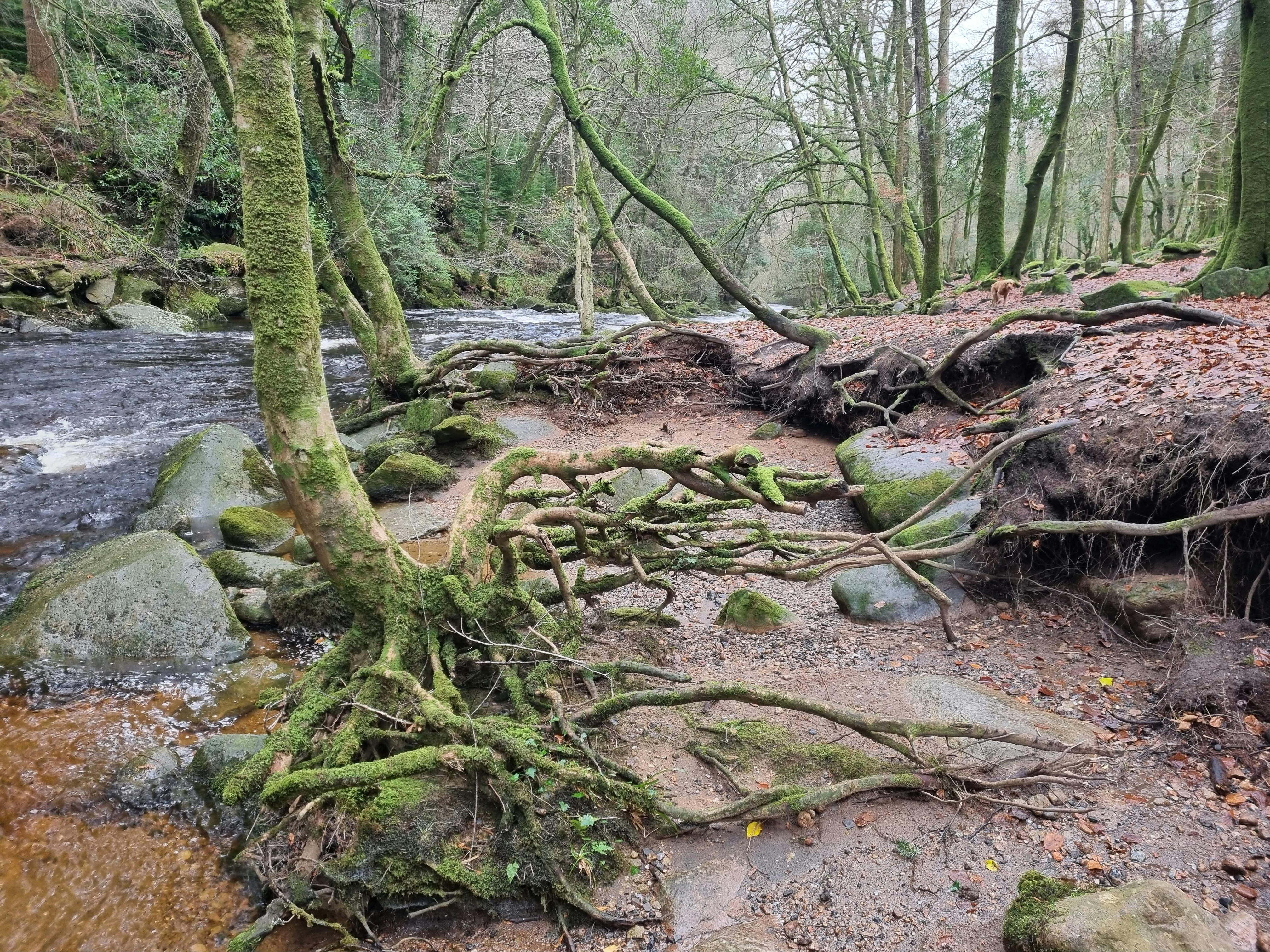 Moss-Covered Trees and Roots by a Riverbank · Free Stock Photo