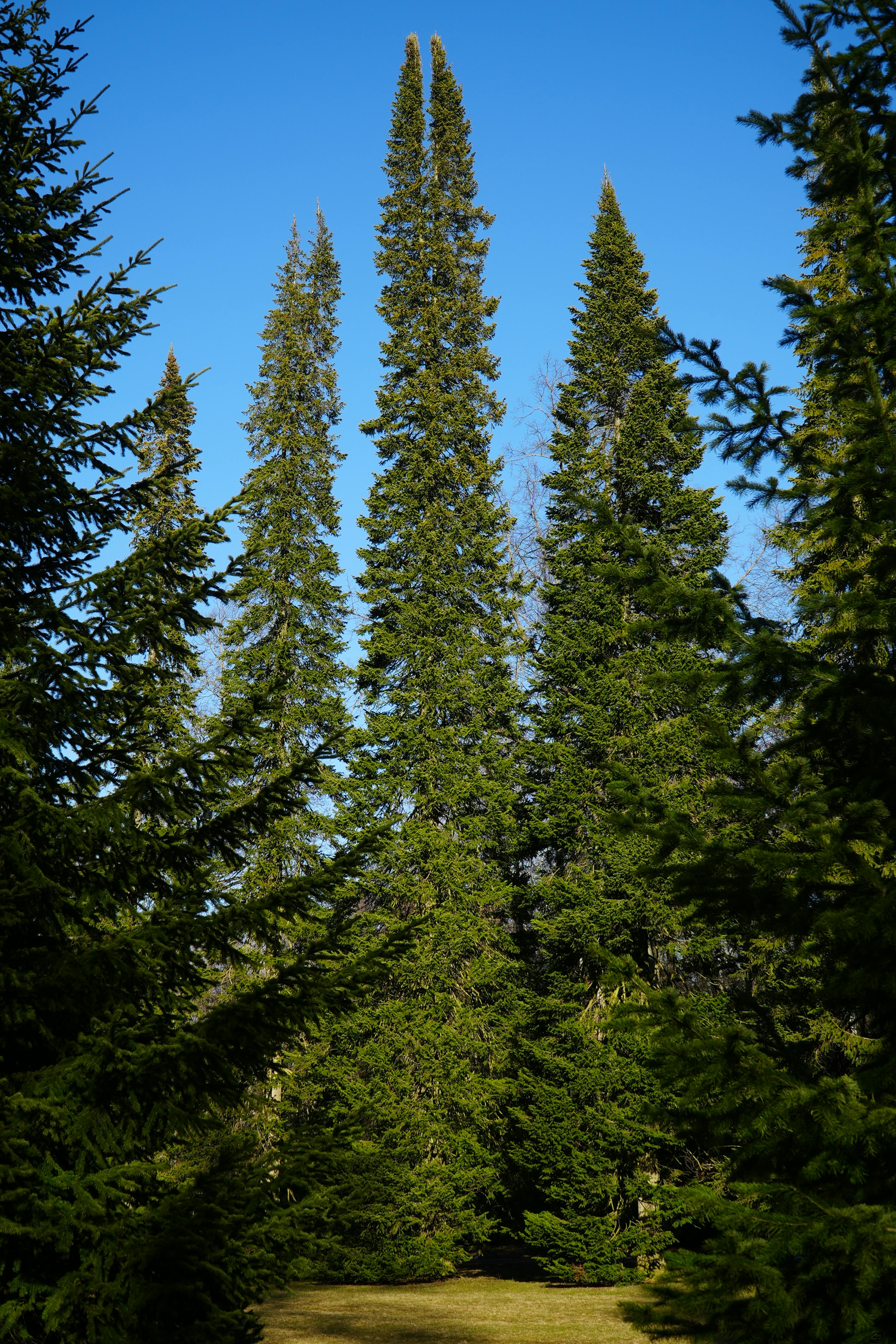 Majestic Fir Trees in Russian Forest Landscape · Free Stock Photo