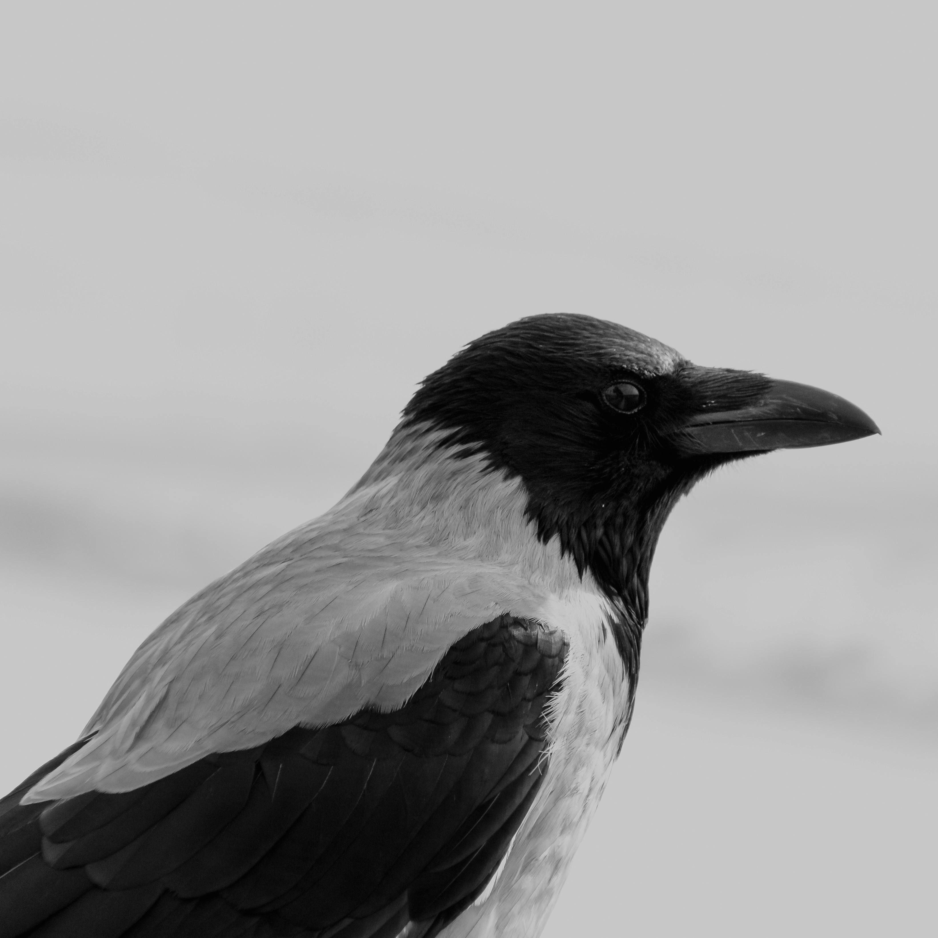 Ádám Faragó - การถ่ายภาพ