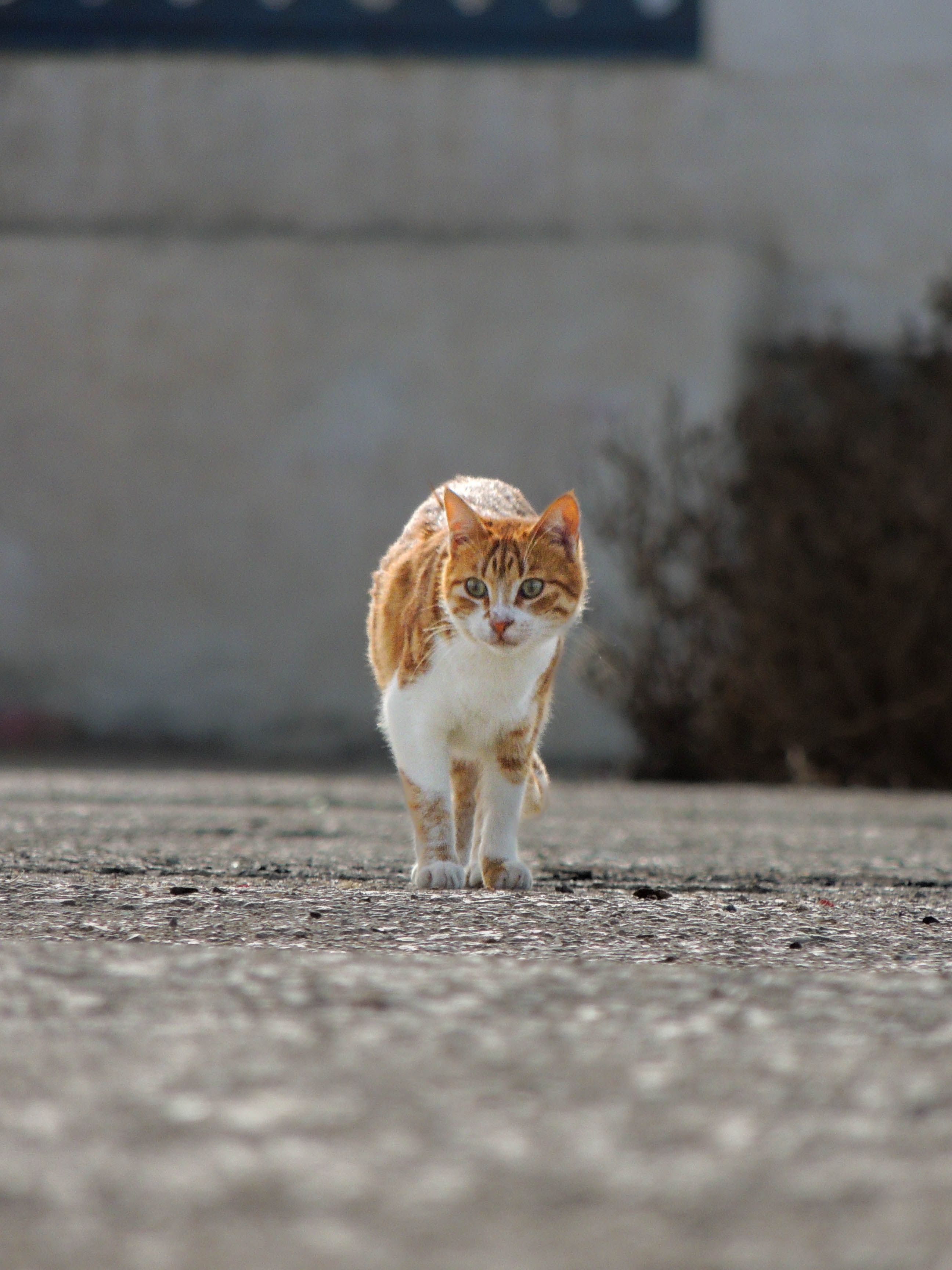 Curious Cat Exploring Outdoors in Algeria · Free Stock Photo