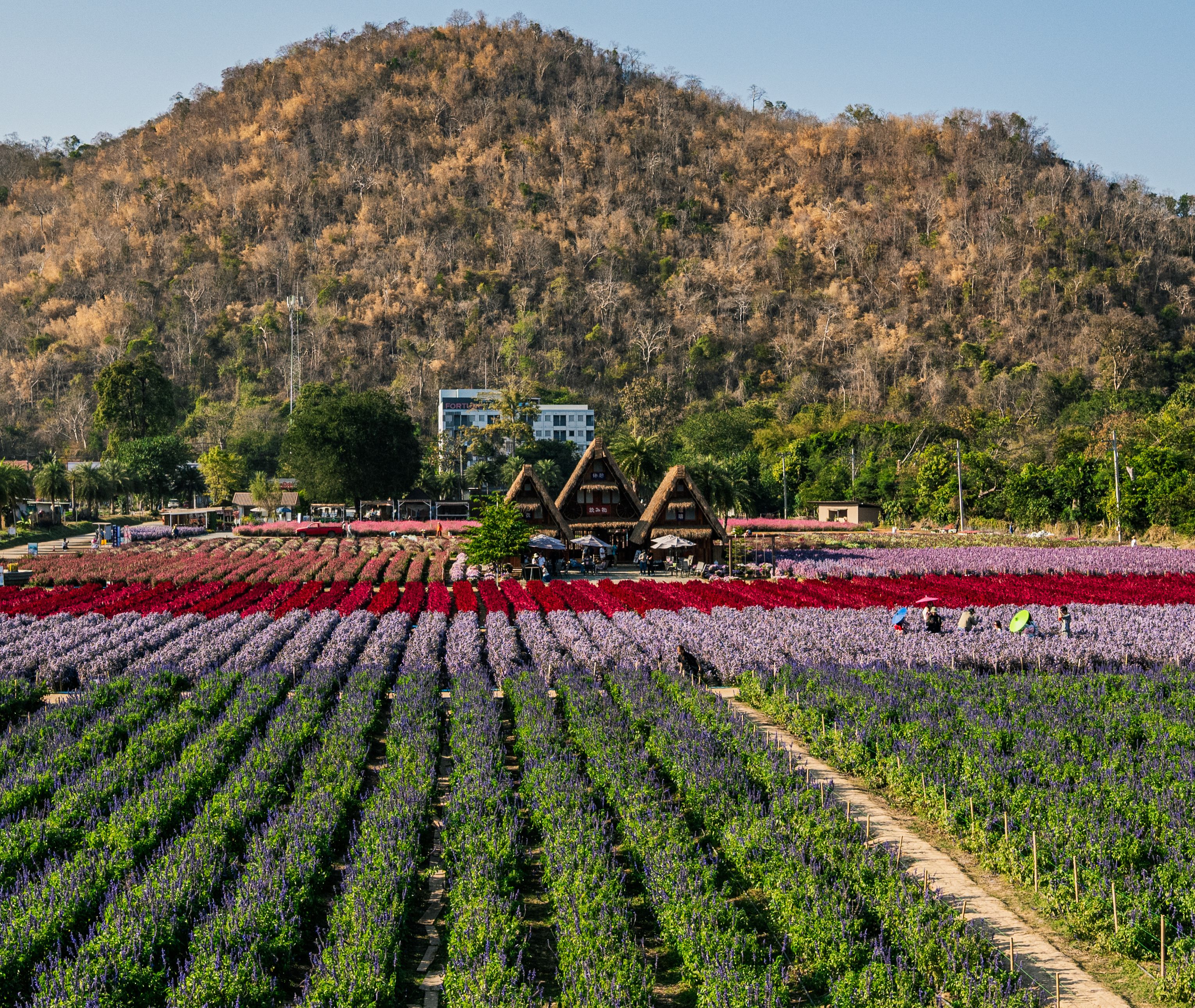 Free Photos Of Harvest Photos, Download The BEST Free Free Photos Of ...