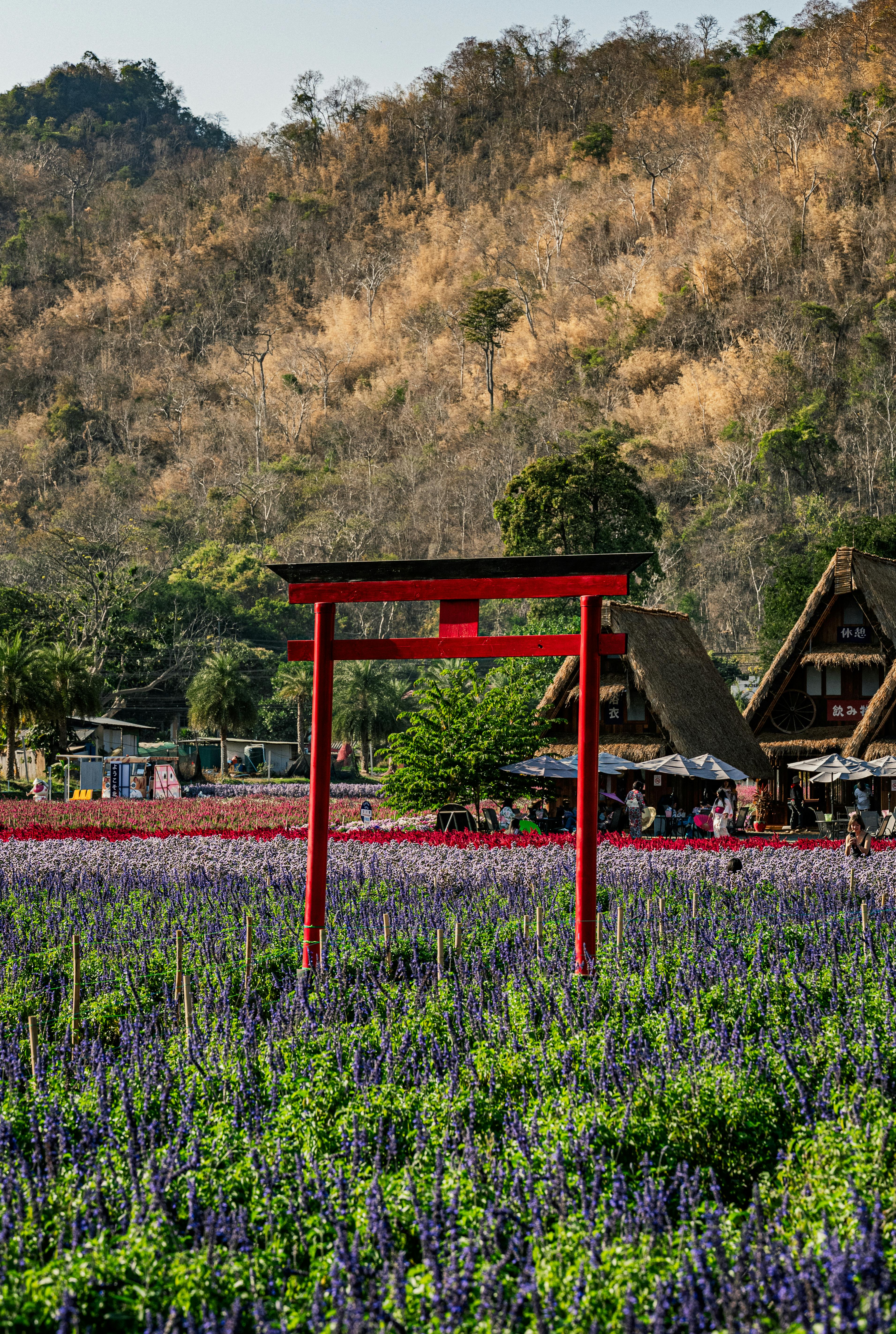 Asian Photos Download Photos, Download The BEST Free Asian Photos ...