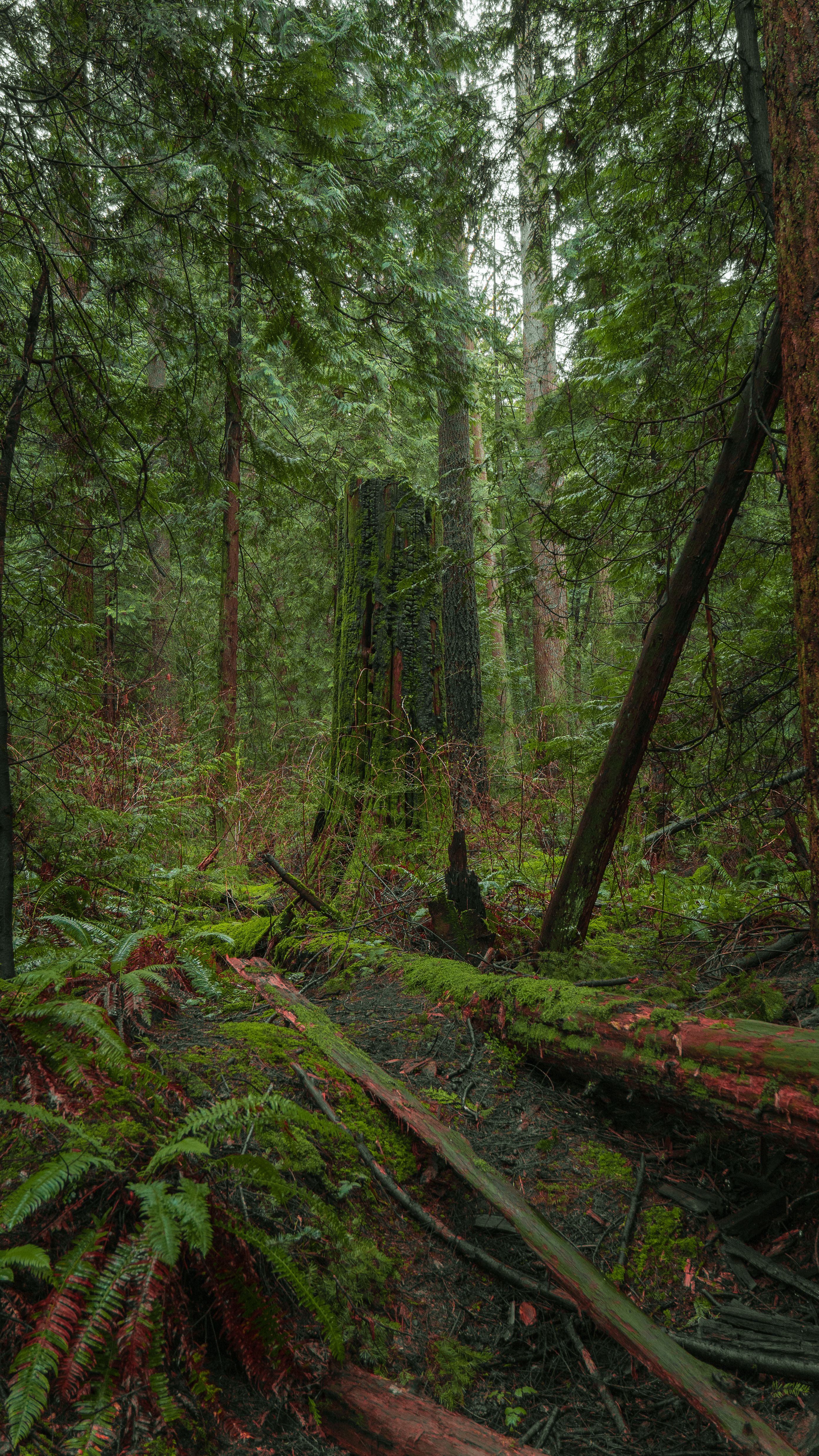 Enchanted Forest in Vancouver's Pacific Spirit · Free Stock Photo