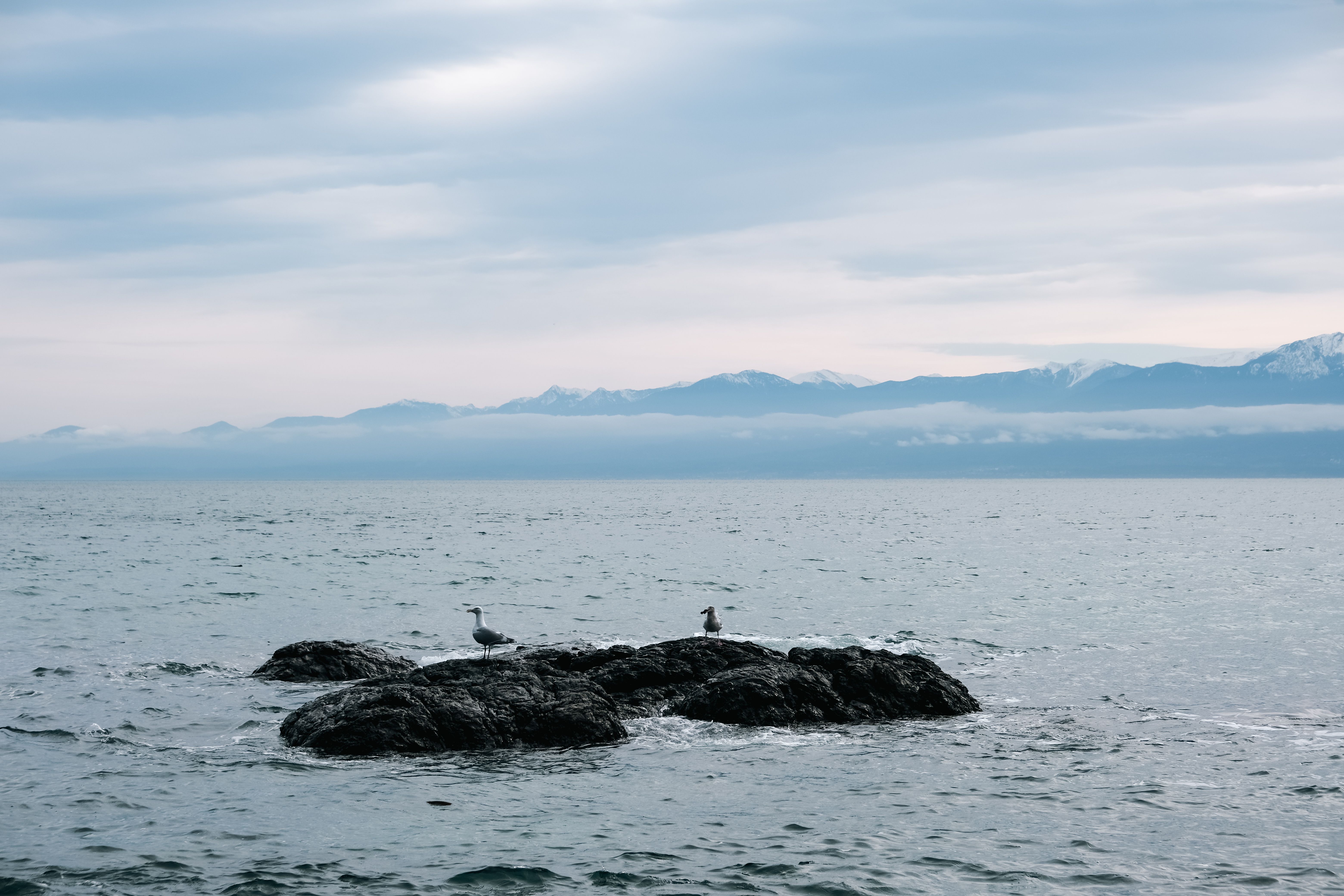 Scenic Ocean View with Seagulls and Distant Mountains · Free Stock Photo