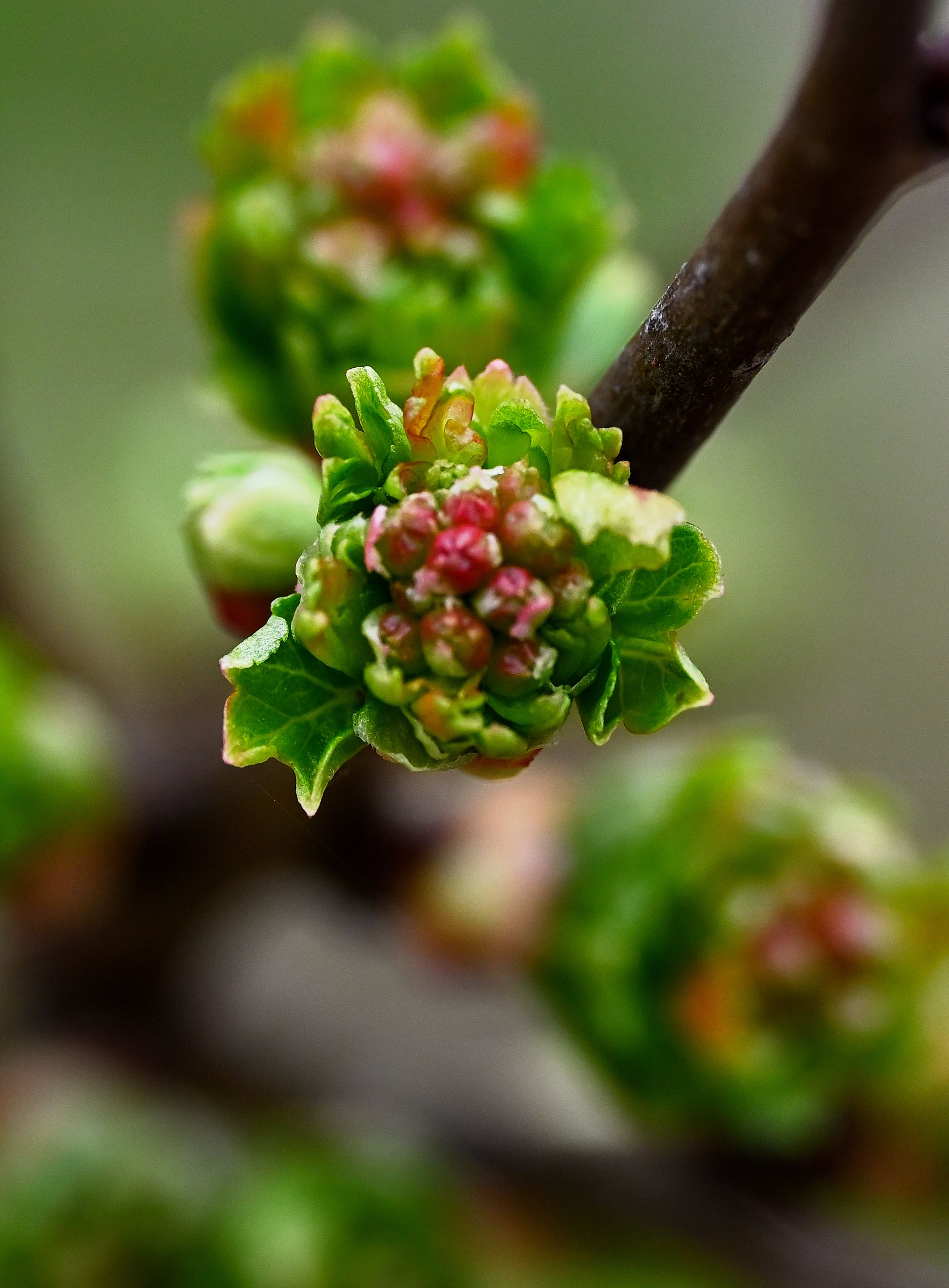 Close-Up of Blossoming Tree Bud in Spring · Free Stock Photo