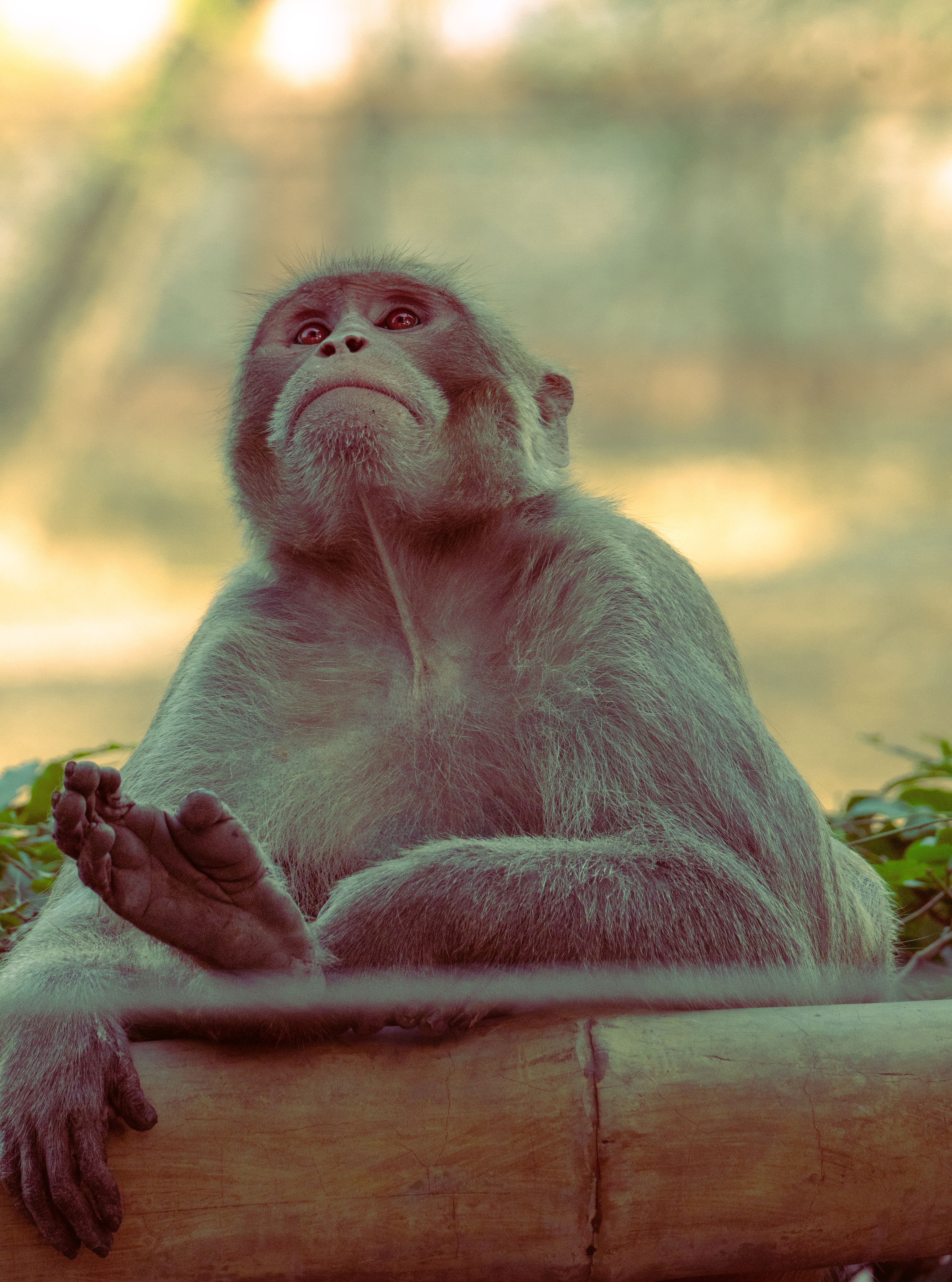Thoughtful Animal Photos, Download The BEST Free Thoughtful Animal ...