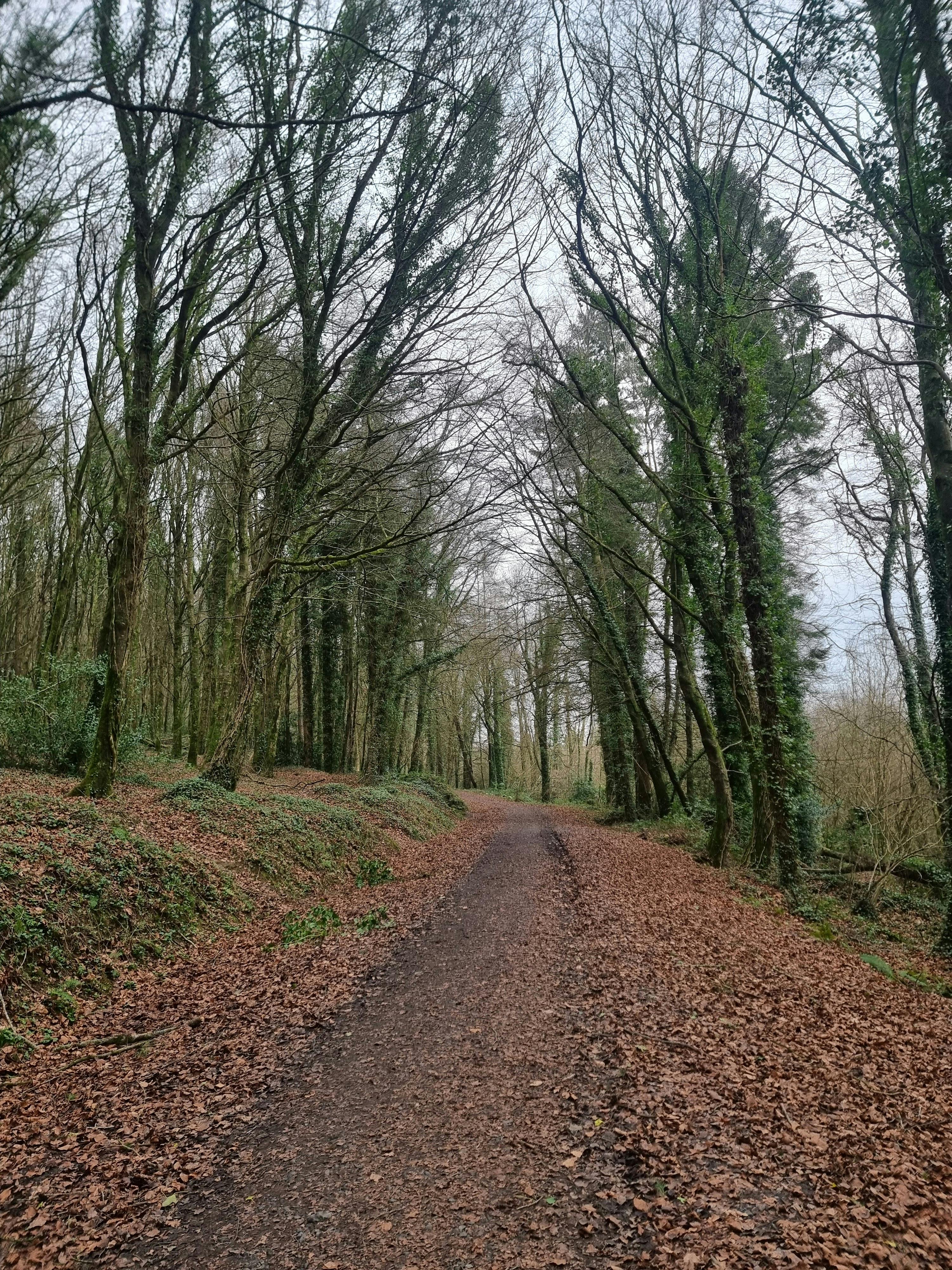 Serene Woodland Path in Winter Forest · Free Stock Photo