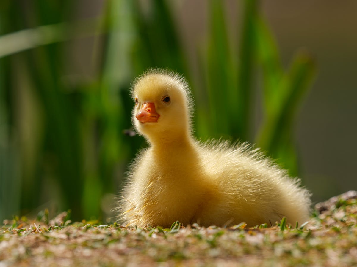 Funny Duck Photos, Download The BEST Free Funny Duck Stock Photos & HD ...