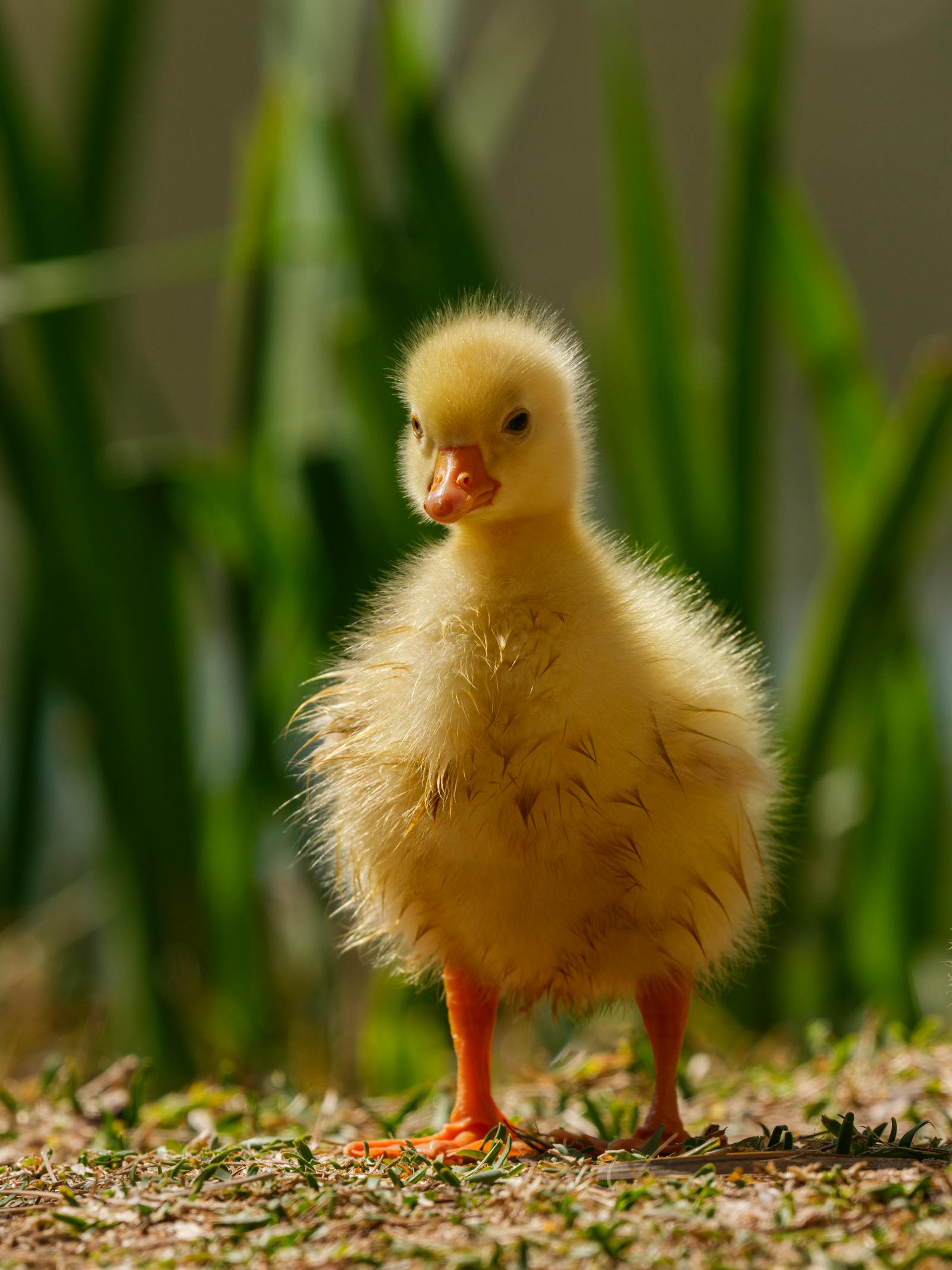 Duckling Photos, Download The BEST Free Duckling Stock Photos & HD Images