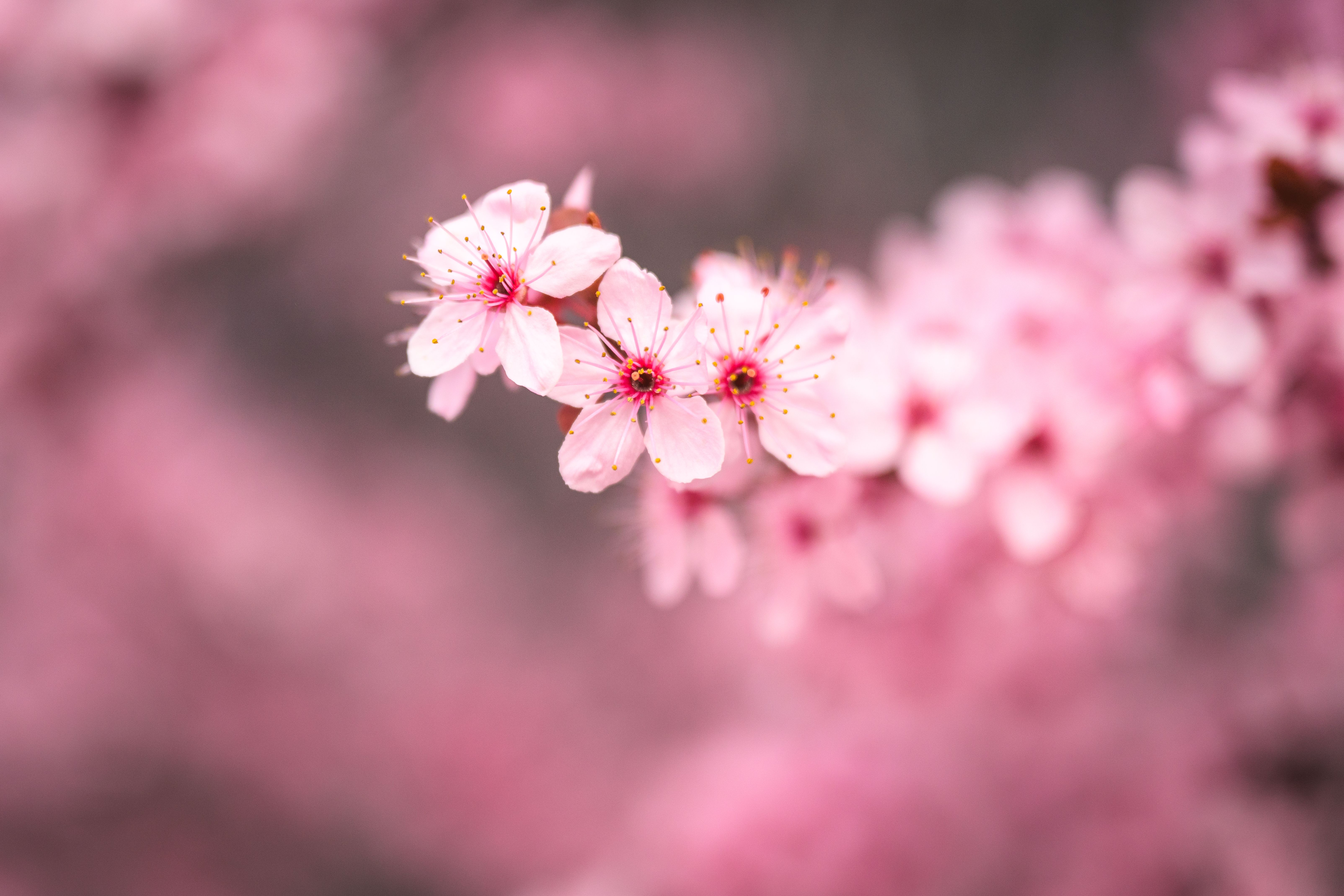 Close-Up of Cherry Blossoms in Boise · Free Stock Photo