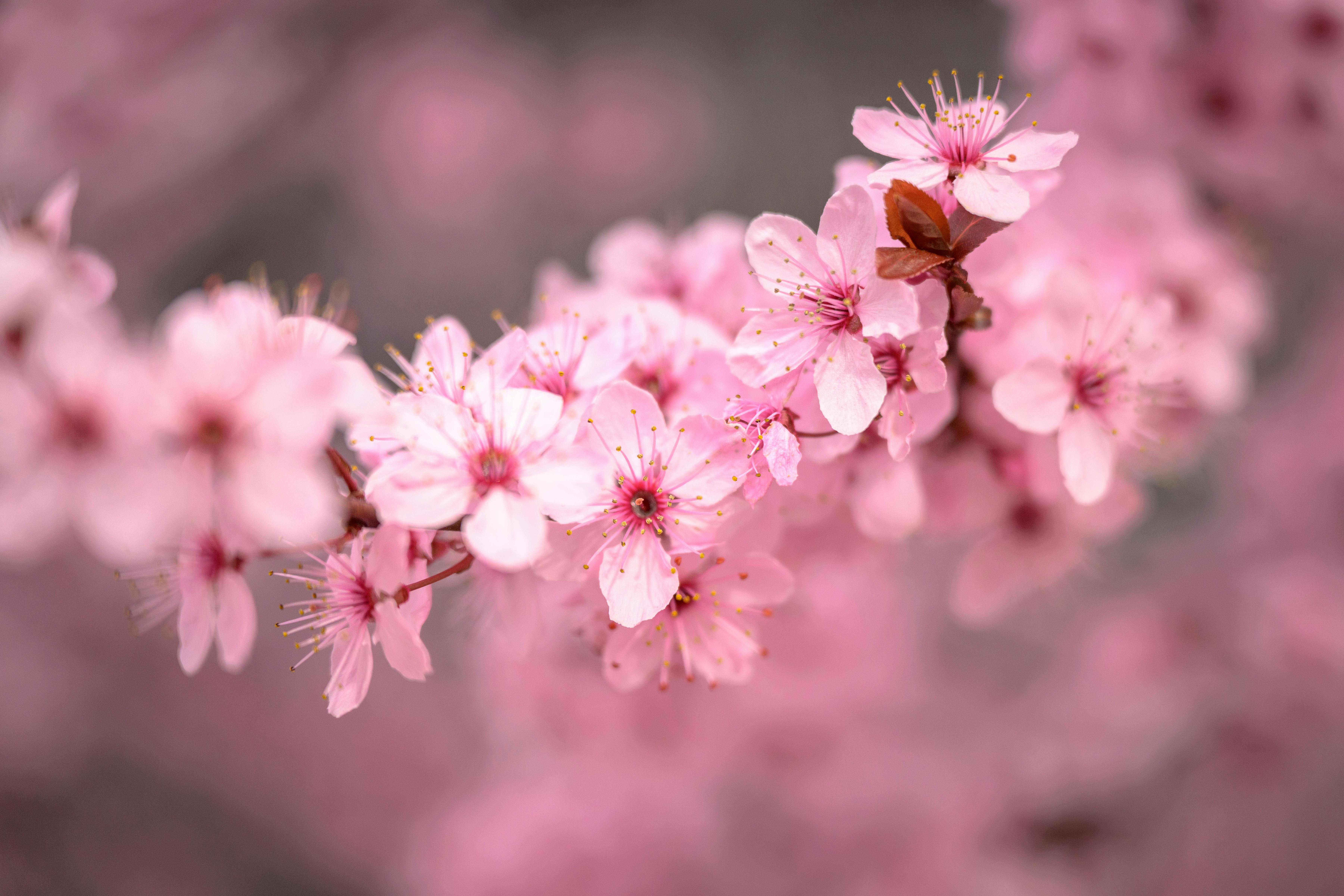 Lindas Flores De Cerejeira Rosa Em Plena Floração · Foto profissional ...