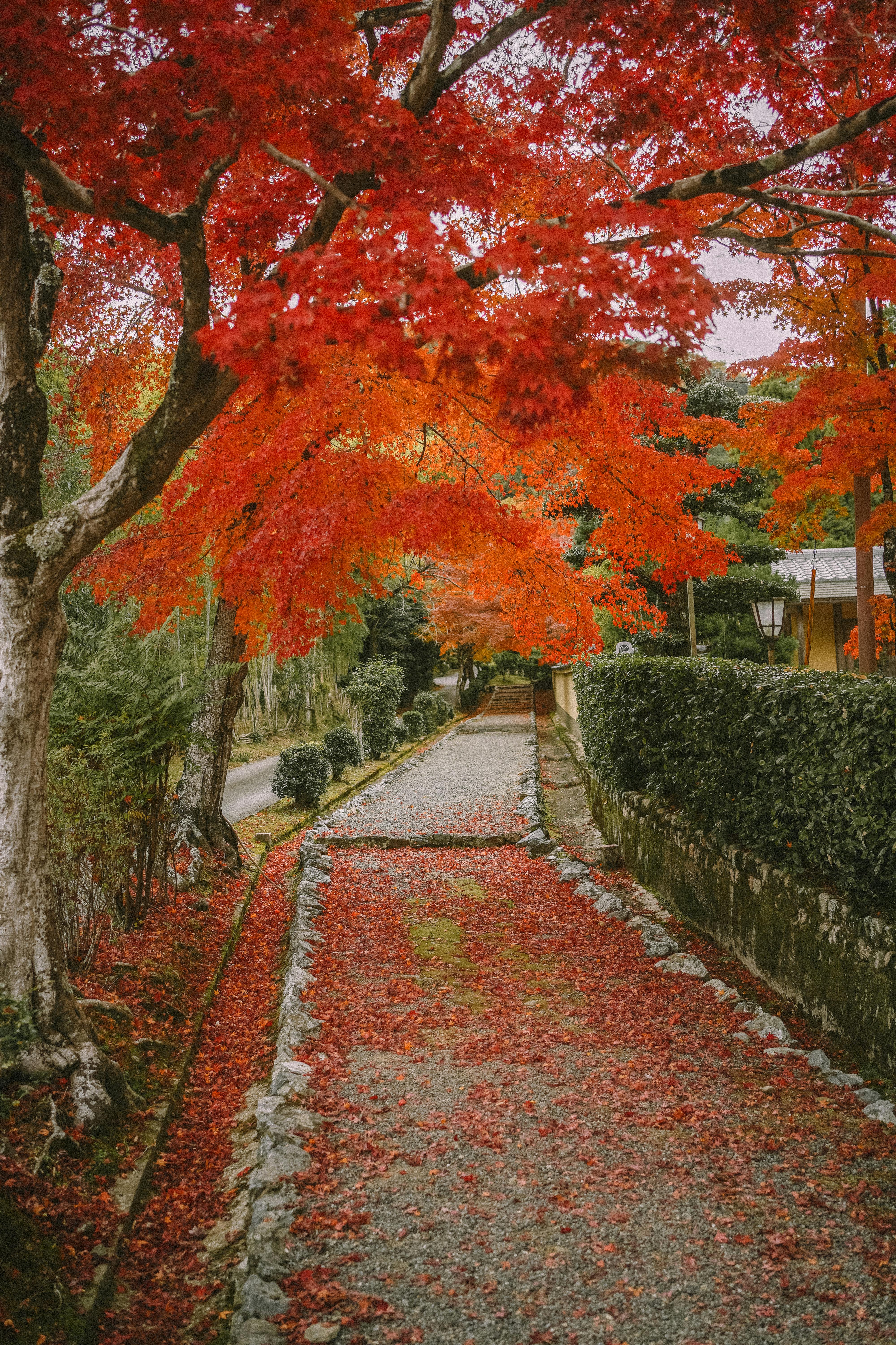 Picturesque Autumn Path with Vibrant Red Foliage · Free Stock Photo