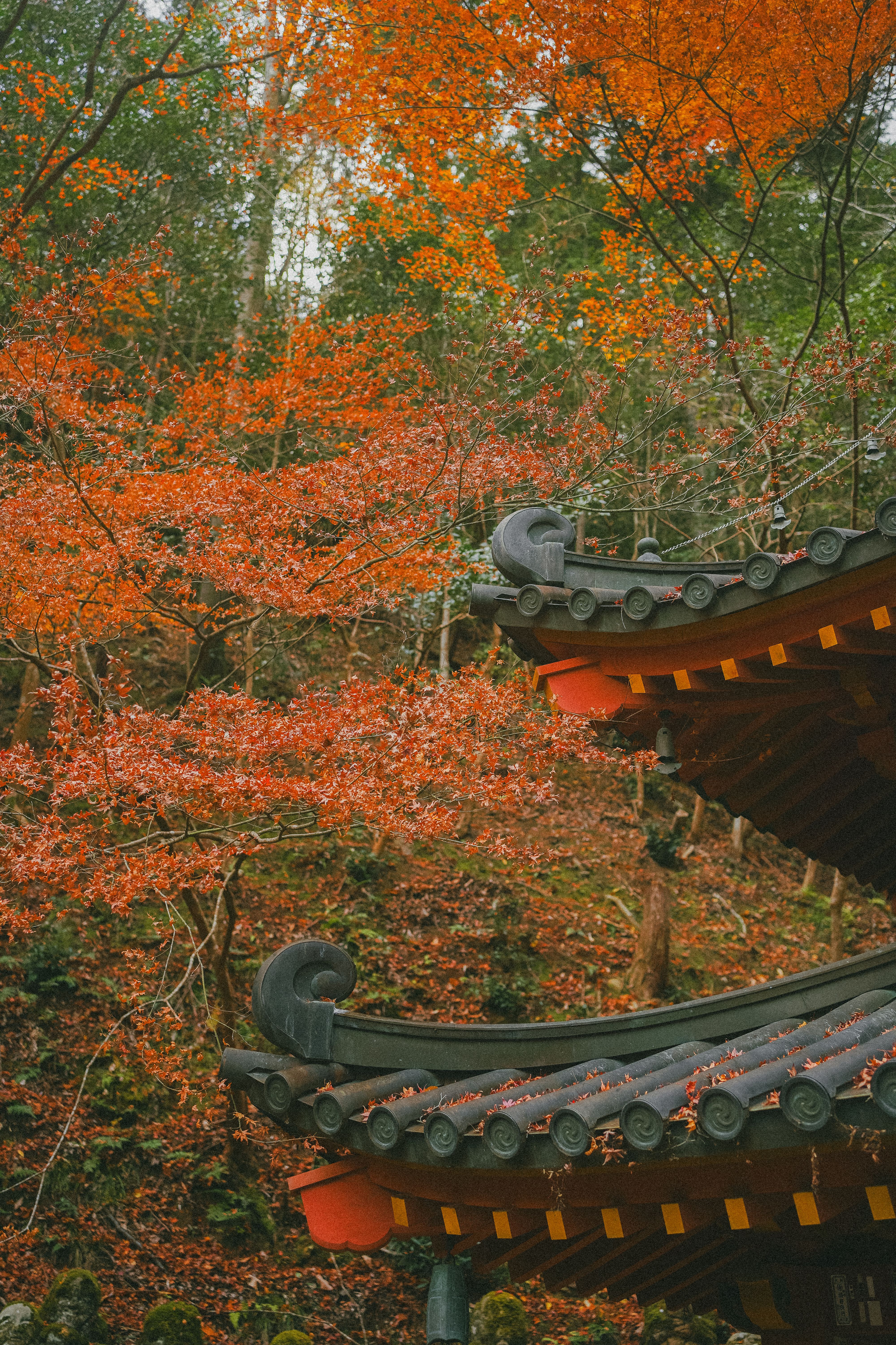 Traditional Pagoda Roof Amidst Vibrant Autumn Foliage · Free Stock Photo