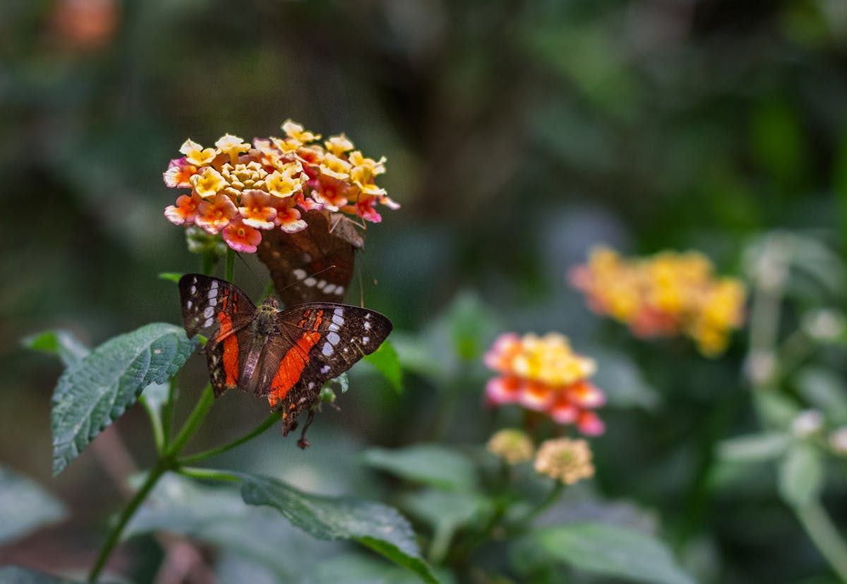 Butterfly Without Color Photos, Download The BEST Free Butterfly ...