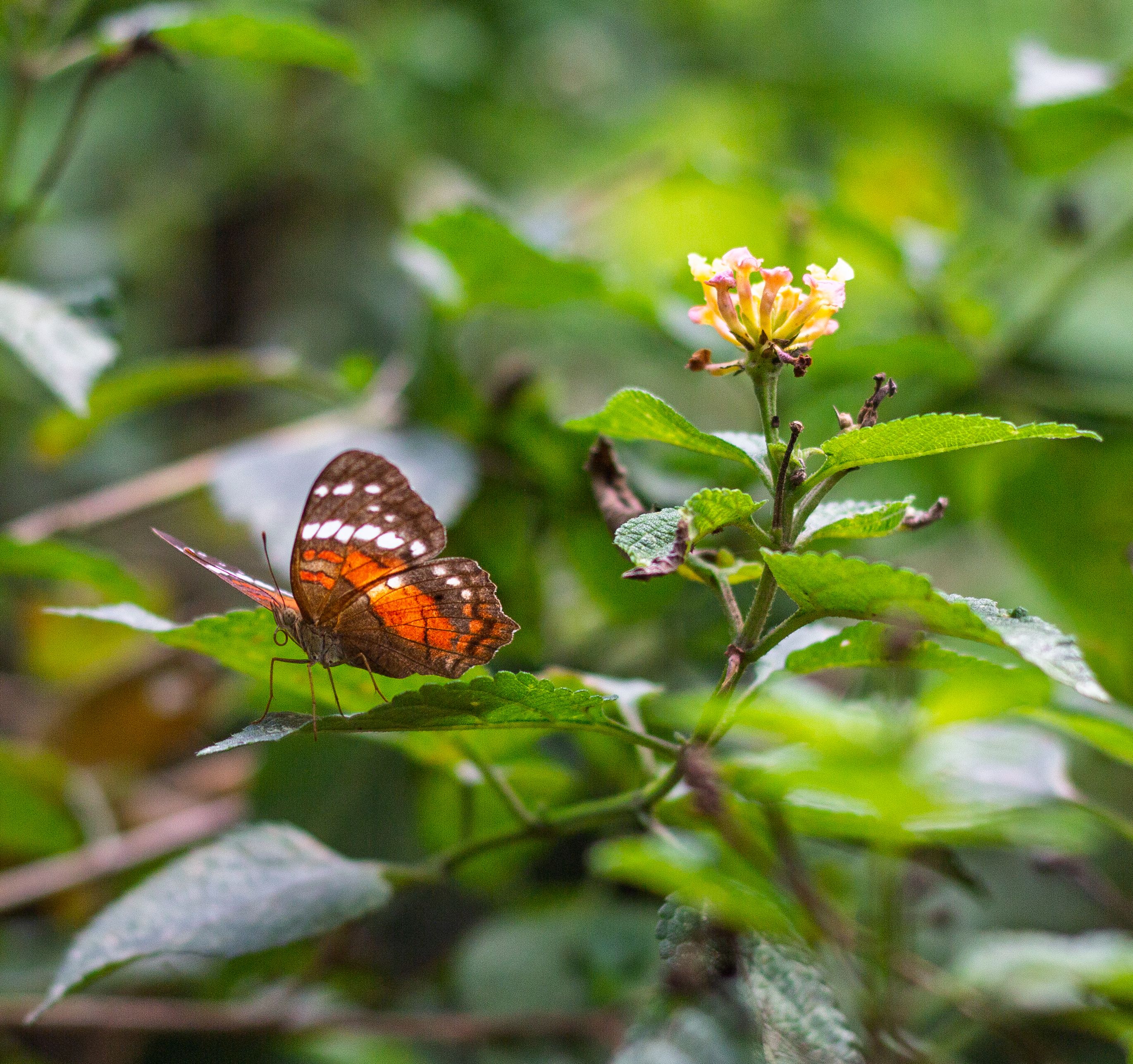Vibrant Butterfly on Green Leaves in Forest · Free Stock Photo