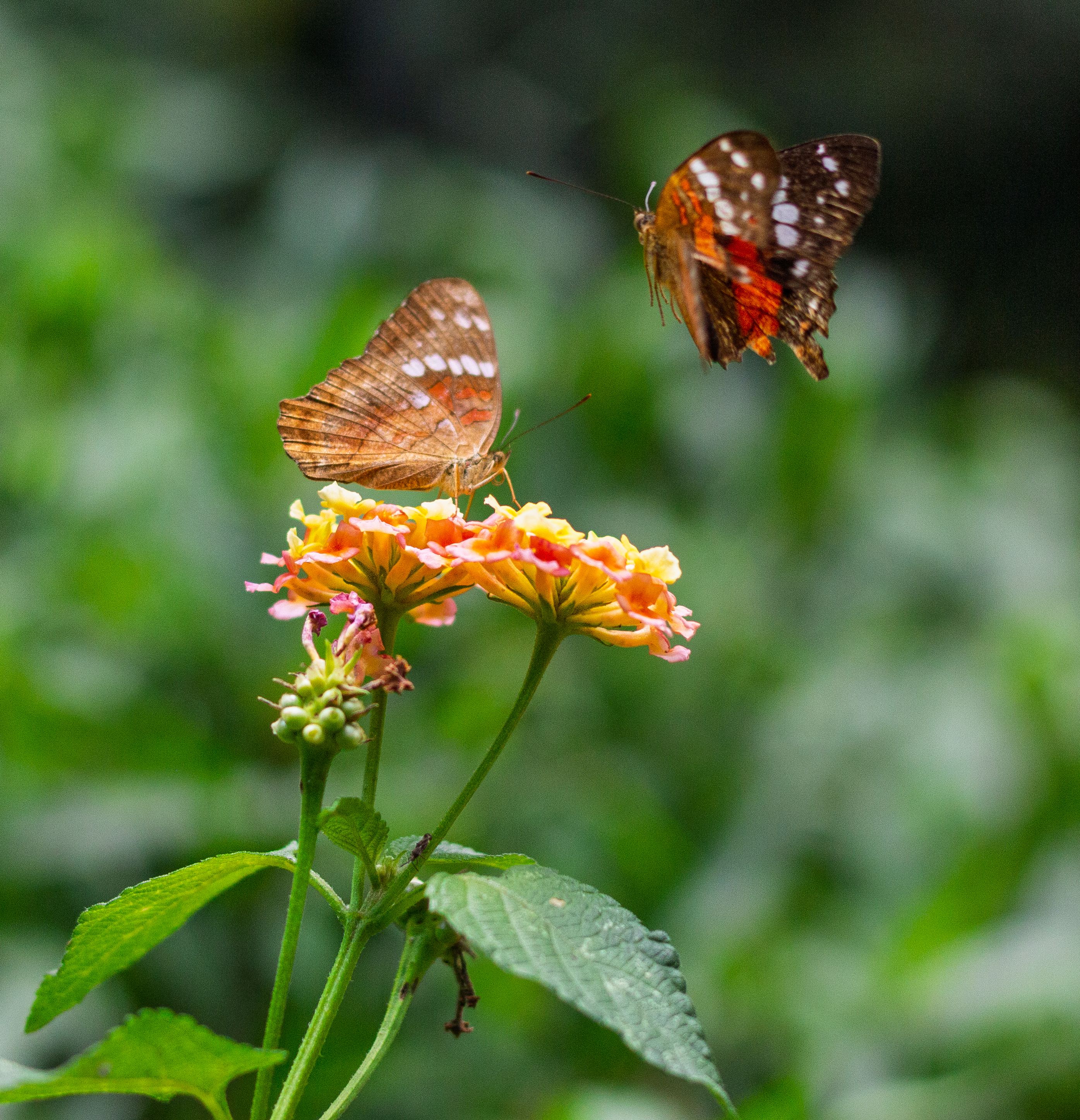 Multiple Insect Wings Photos, Download The BEST Free Multiple Insect ...